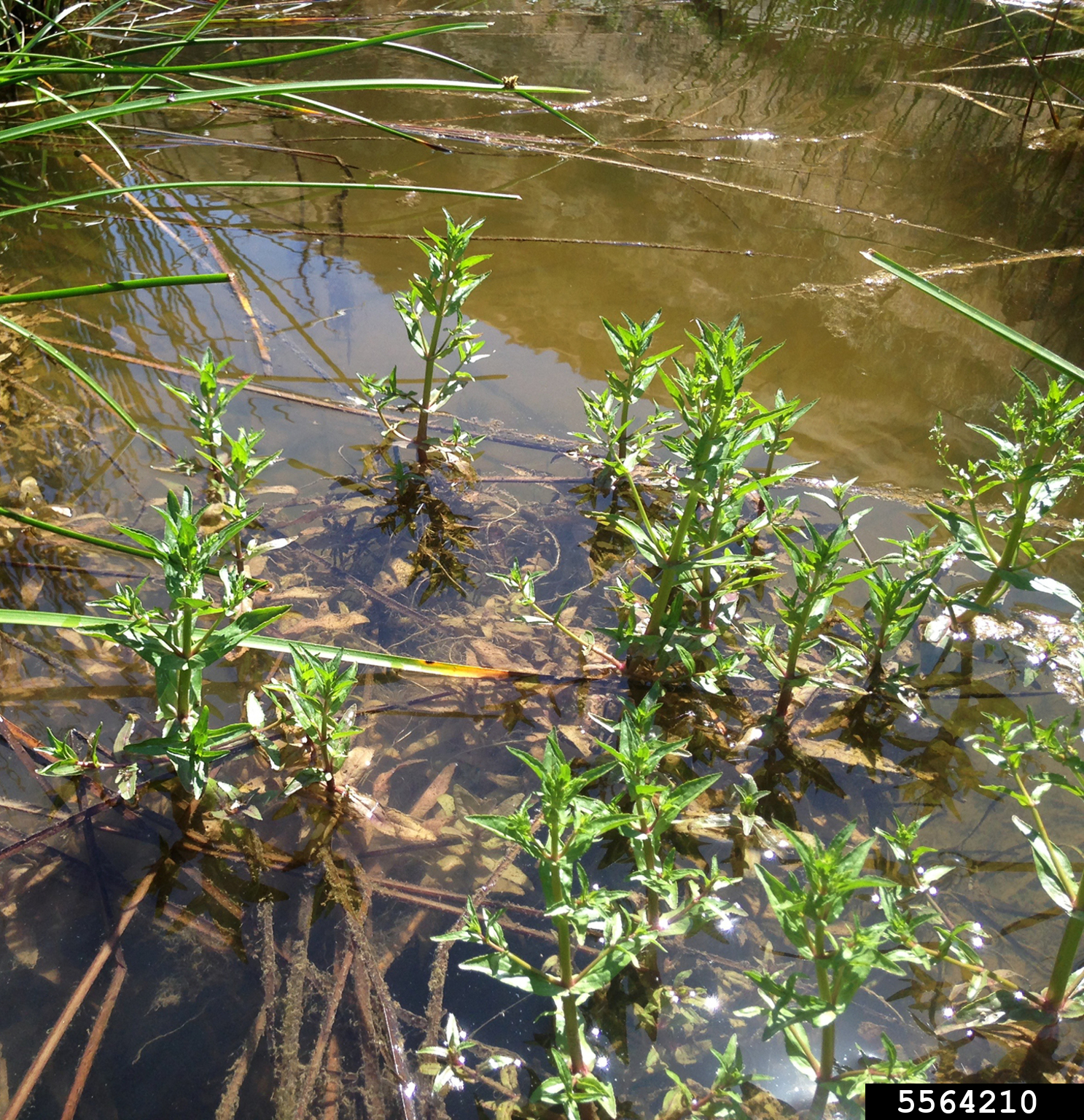 water speedwell (Veronica anagallis-aquatica)