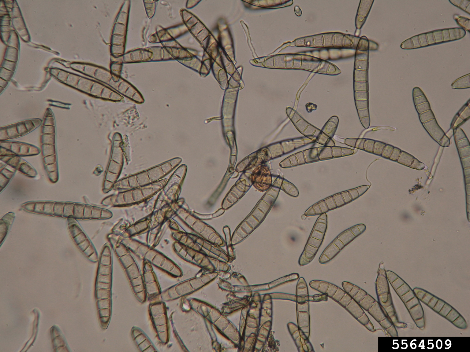 Southern corn leaf blight and stalk rot (Bipolaris maydis)