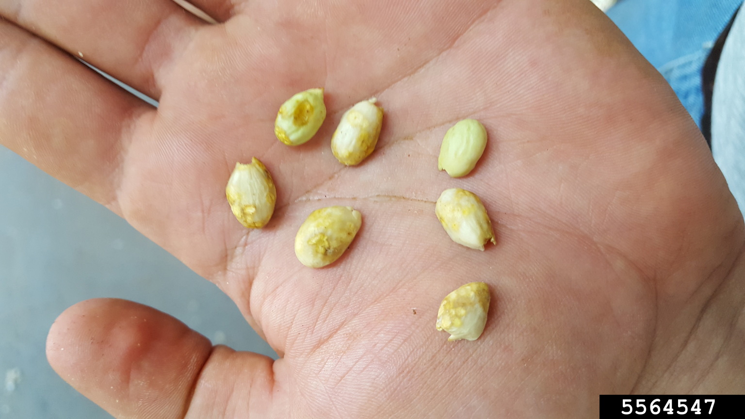 burrower bugs (Family Cydnidae) (Family Cydnidae Billberg, 1820)