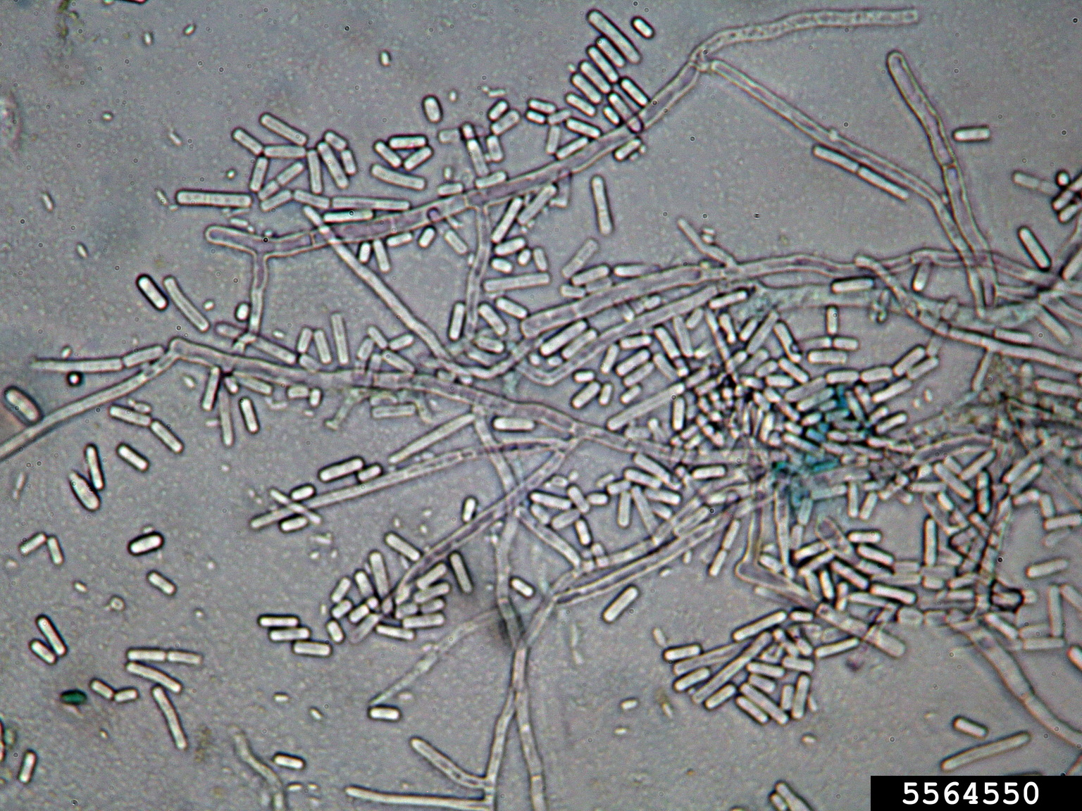 Neoscytalidium fungus (Neoscytalidium dimidiatum)