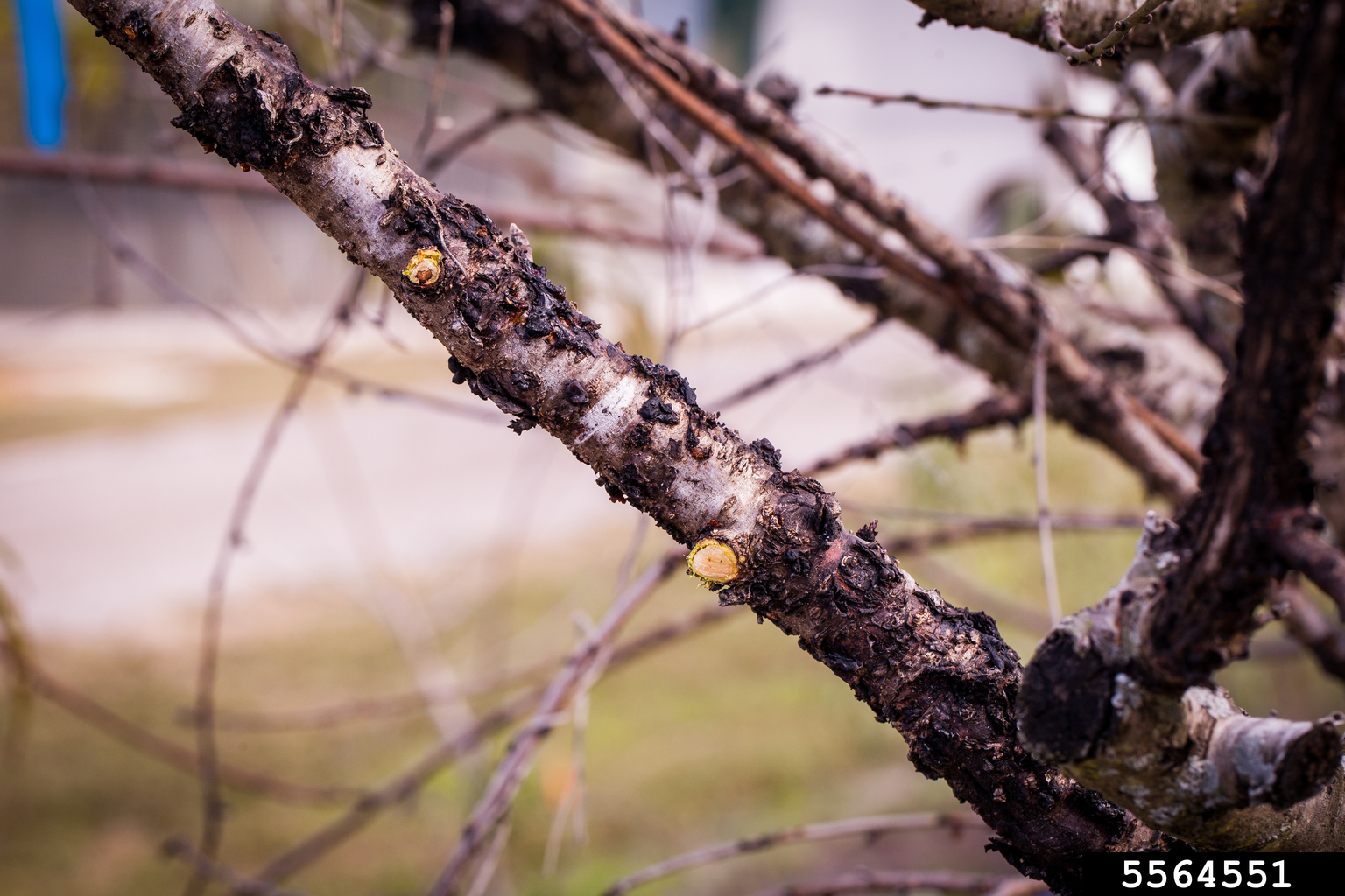 Botryosphaeria canker, white rot (Botryosphaeria dothidea (Moug.:Fr ...