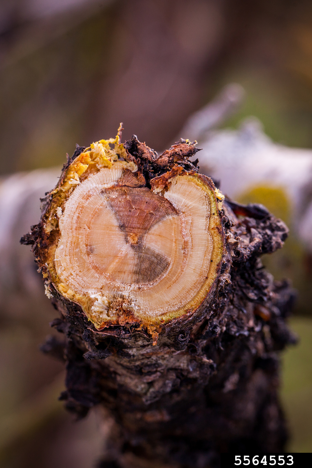 Botryosphaeria canker, white rot (Botryosphaeria dothidea (Moug.:Fr ...