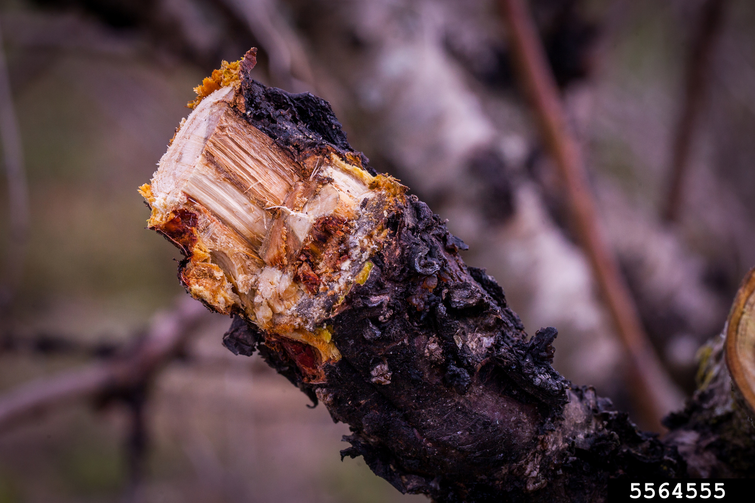 Botryosphaeria canker, white rot (Botryosphaeria dothidea (Moug.:Fr ...