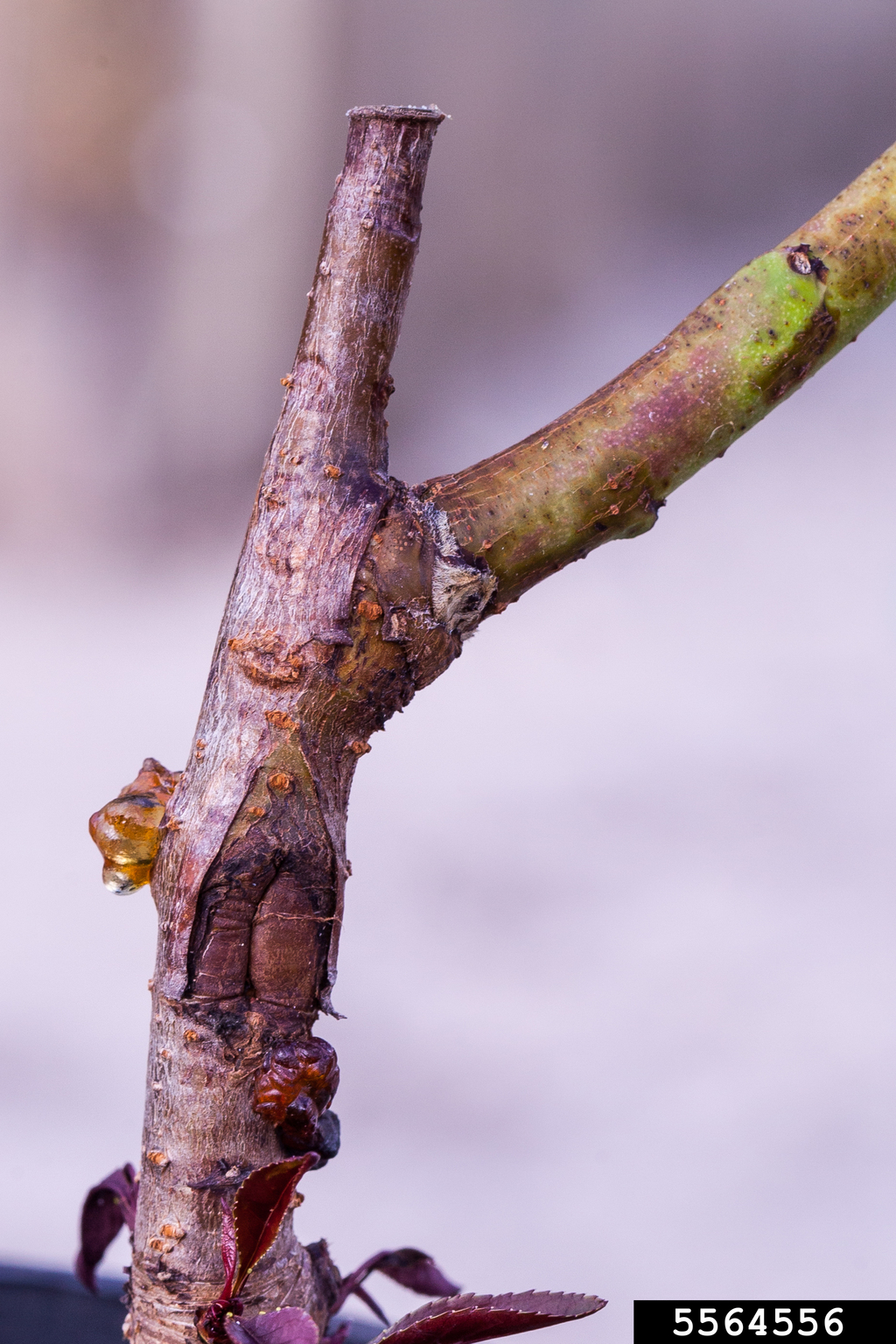 Botryosphaeria canker, white rot (Botryosphaeria dothidea (Moug.:Fr ...