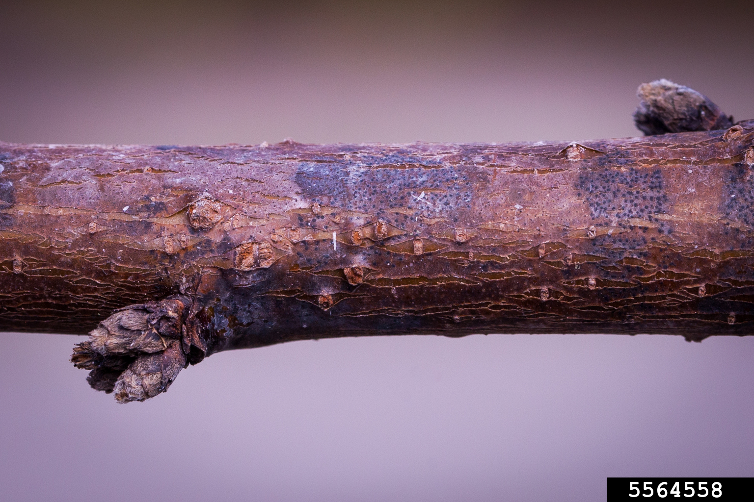 Botryosphaeria canker, white rot (Botryosphaeria dothidea (Moug.:Fr ...