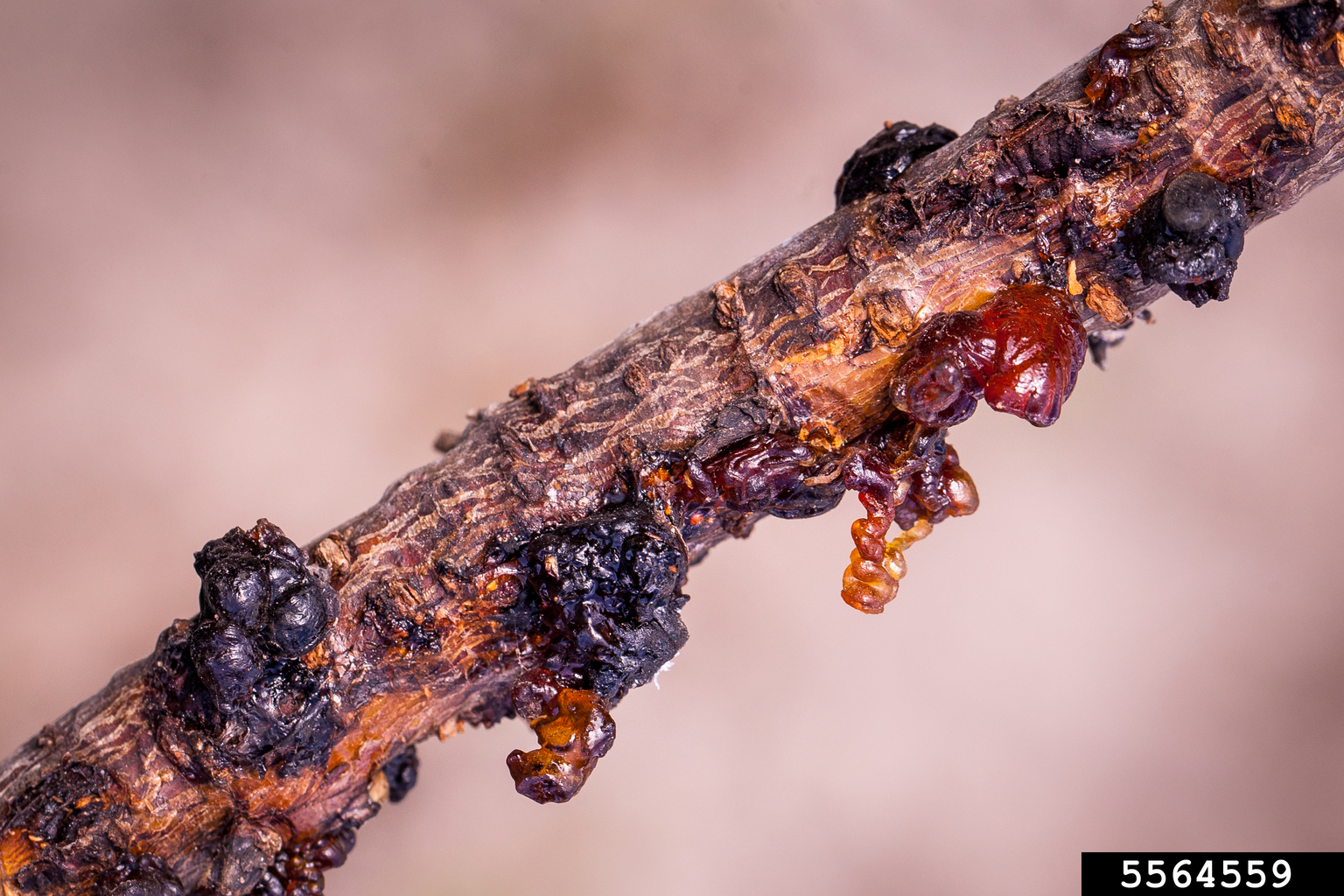 Botryosphaeria canker, white rot (Botryosphaeria dothidea)