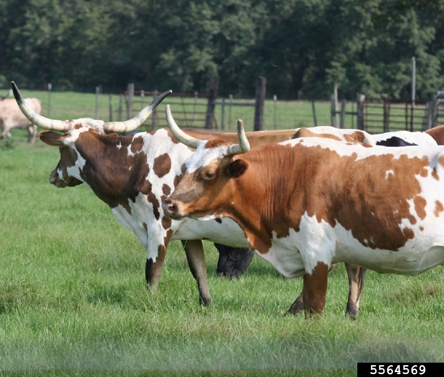 cattle (feral) (Bos taurus)