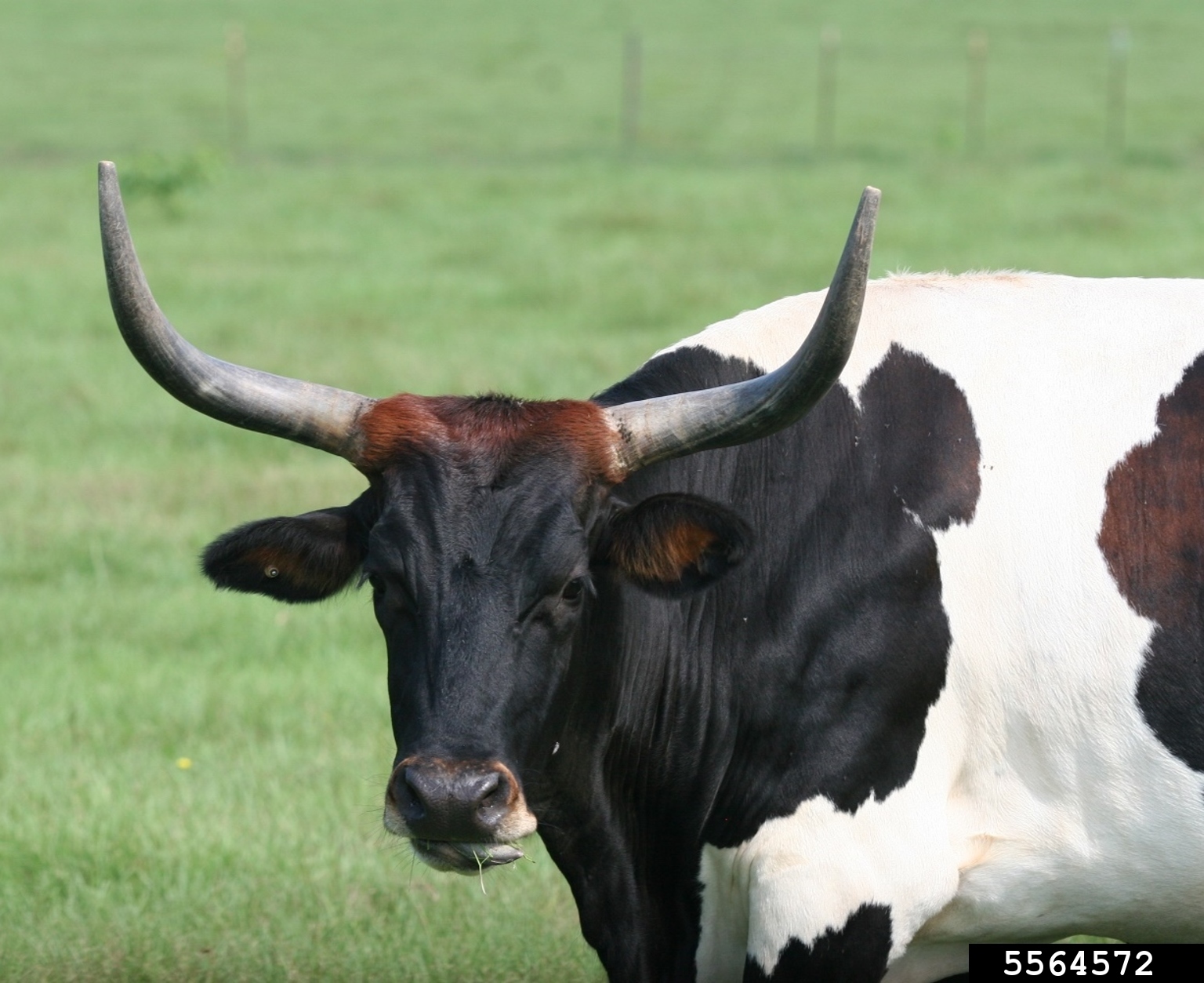 cattle (feral) (Bos taurus Linnaeus, 1758)