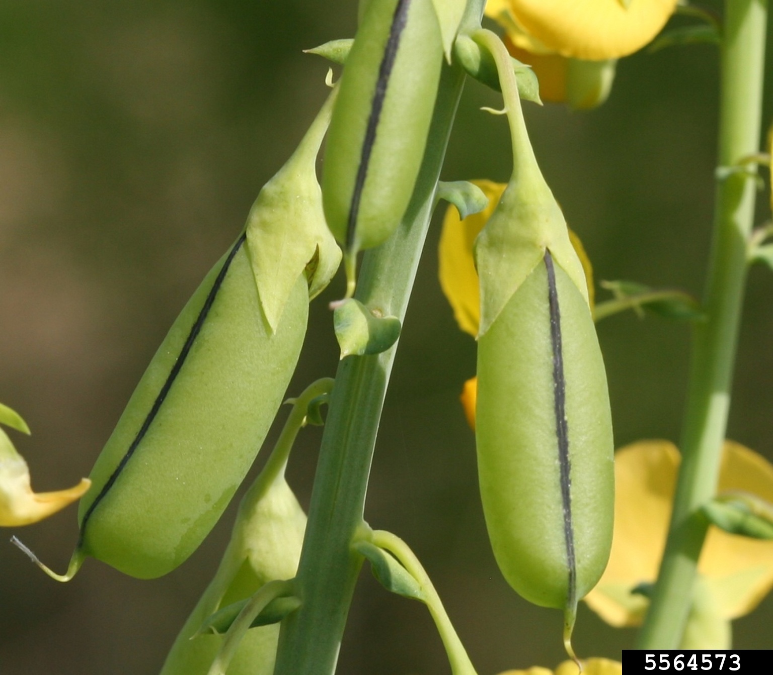showy rattlebox (Crotalaria spectabilis Roth)