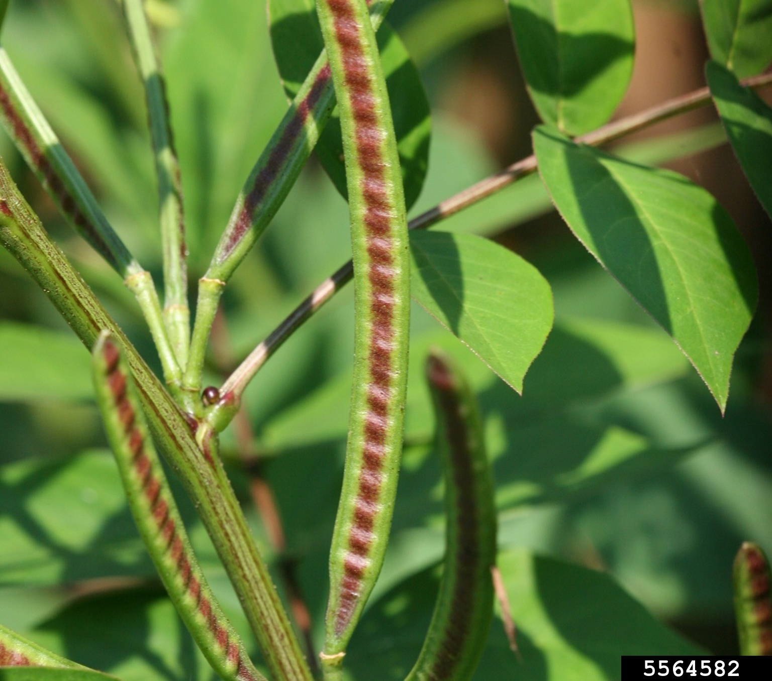 coffee senna (Senna occidentalis (L.) Link)