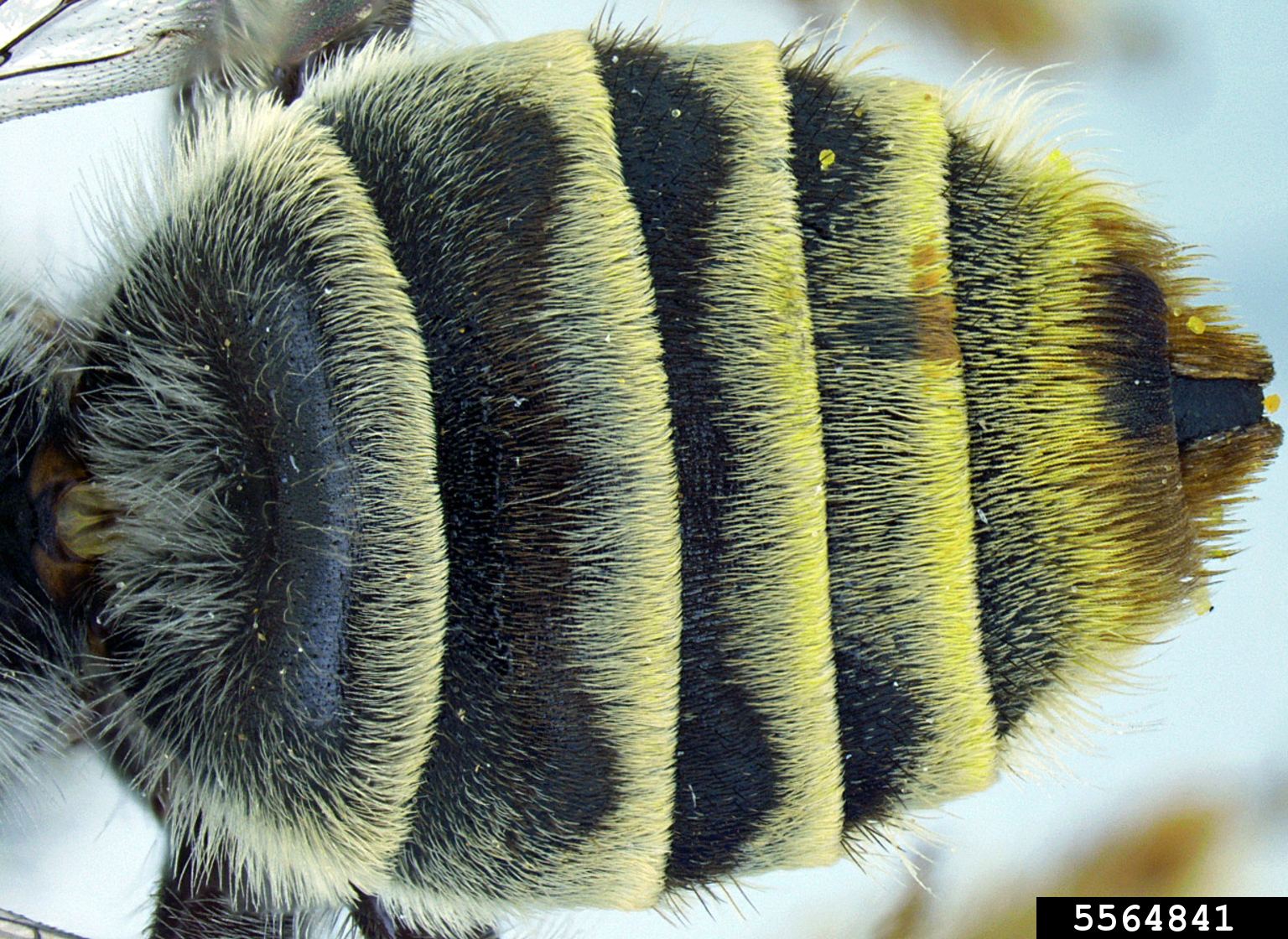 digger bee (Diadasia australis)