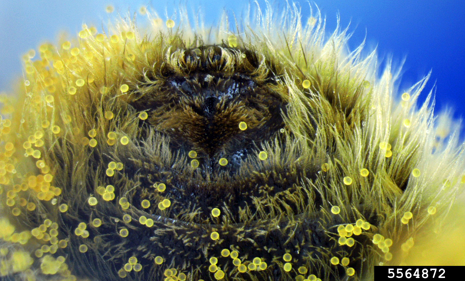 globe mallow bee (Diadasia diminuta (Cresson, 1878))