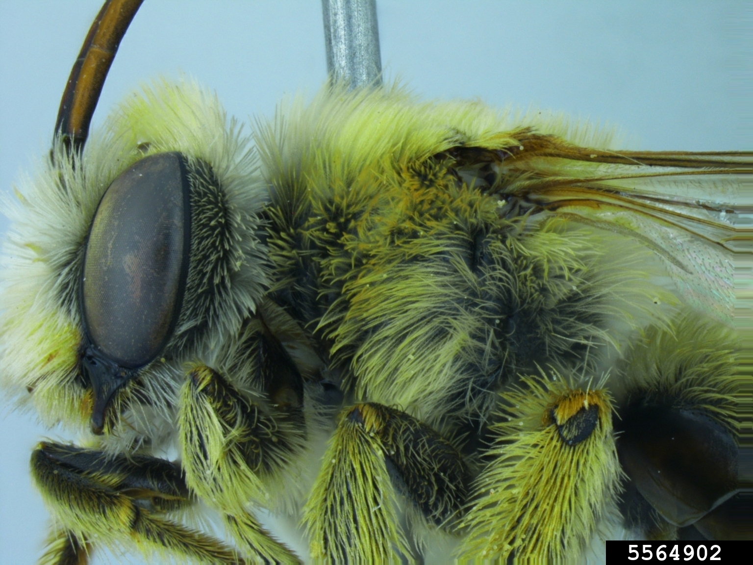 callirhoe bee (Melissodes bimatris LaBerge)