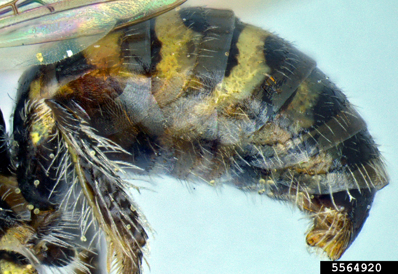 mining bee (Perdita interrupta Cresson, 1878)