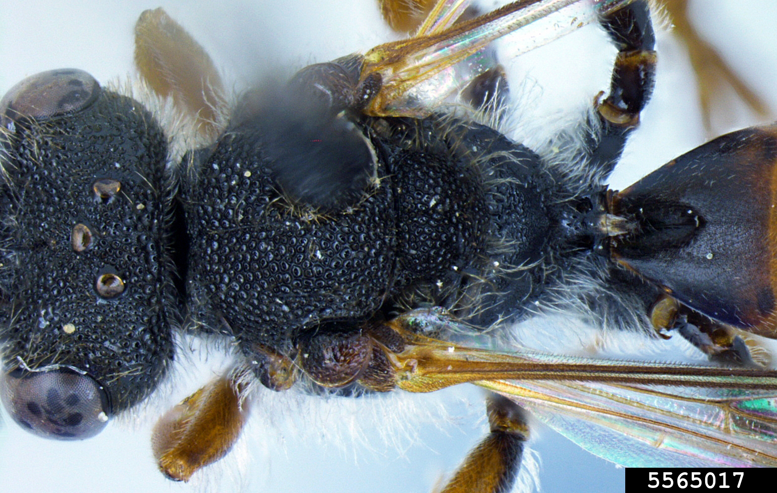 cuckoo bee (Nomada msp1)