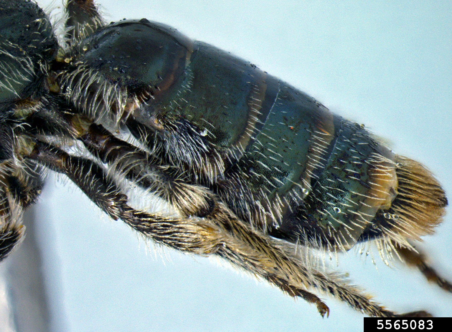 sweat bee (Conanthalictus bakeri Crawford, 1907)