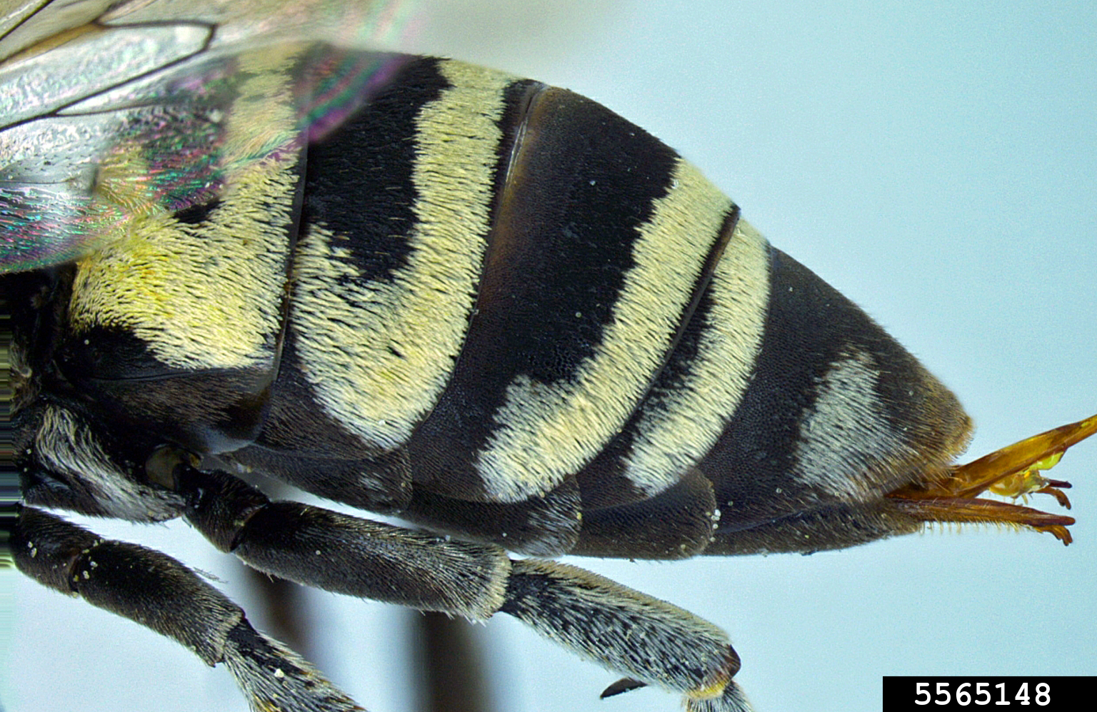 cuckoo bee (Triepeolus melanarius)