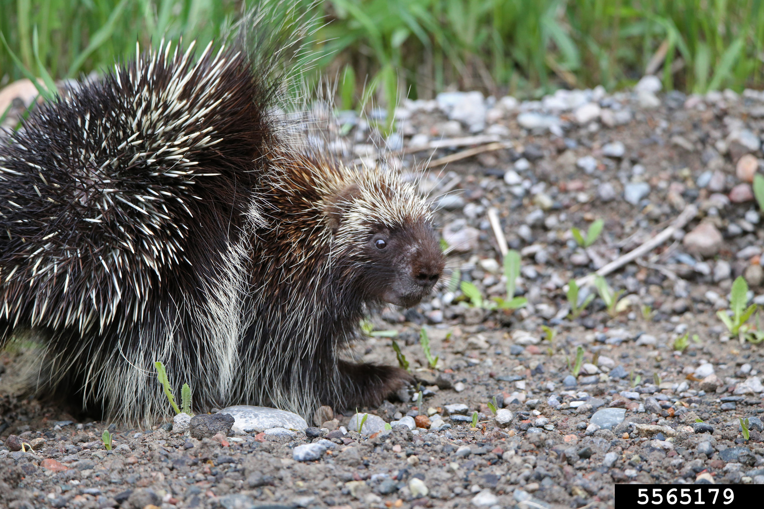 porcupine (Erethizon dorsatum)