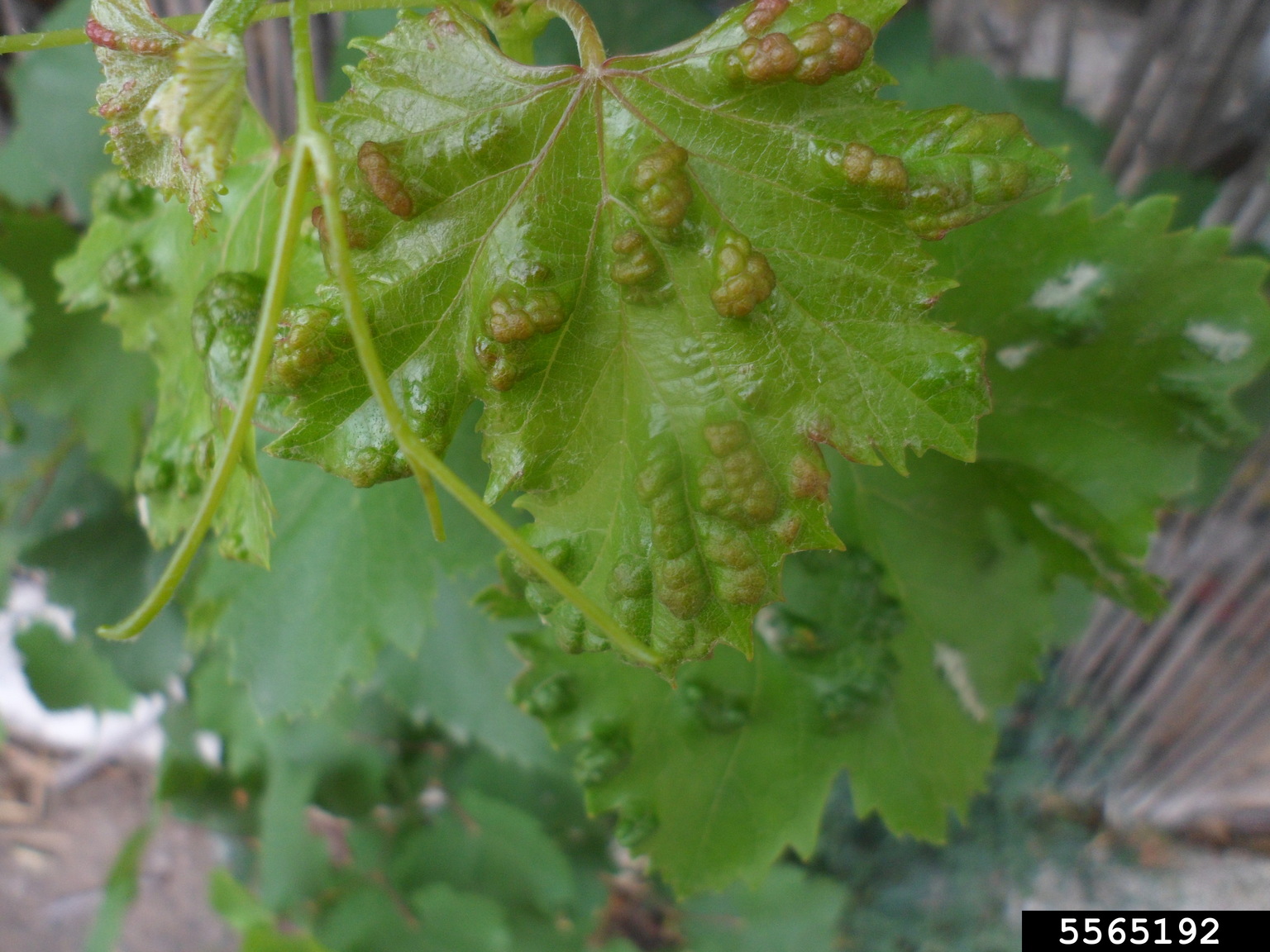 grape gall mite (Eriophyes vitis)