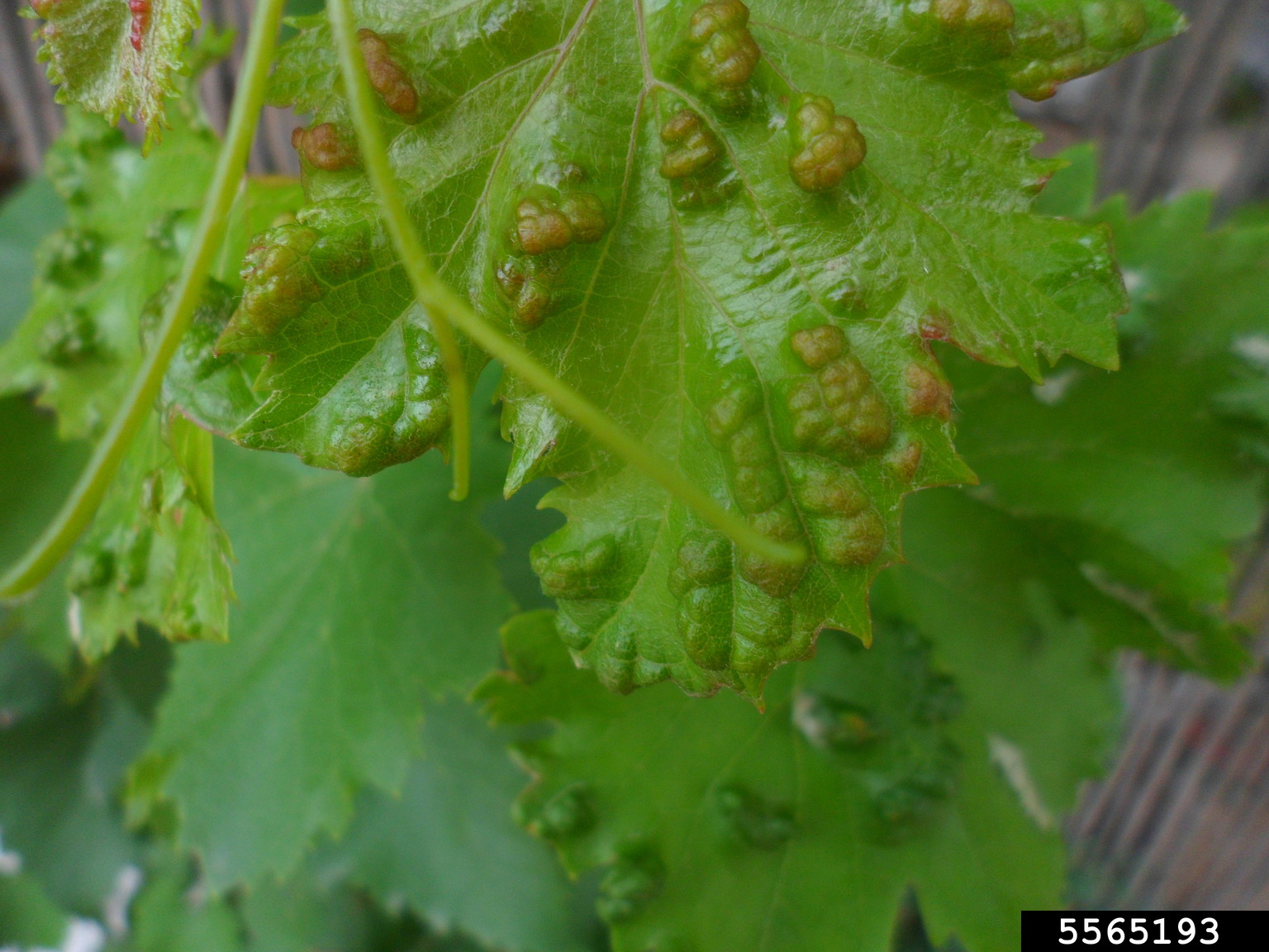 grape gall mite (Eriophyes vitis)