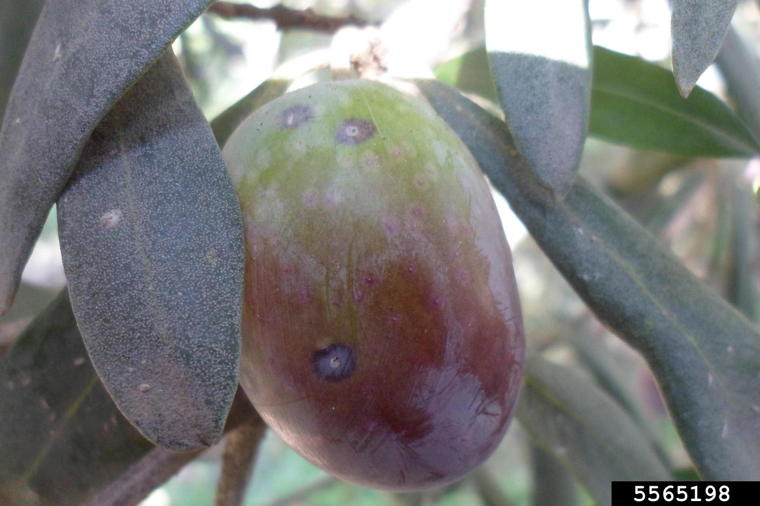 olive scale (Parlatoria oleae (Colvée))