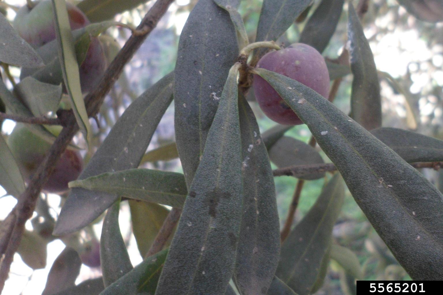 olive scale (Parlatoria oleae (Colvée))