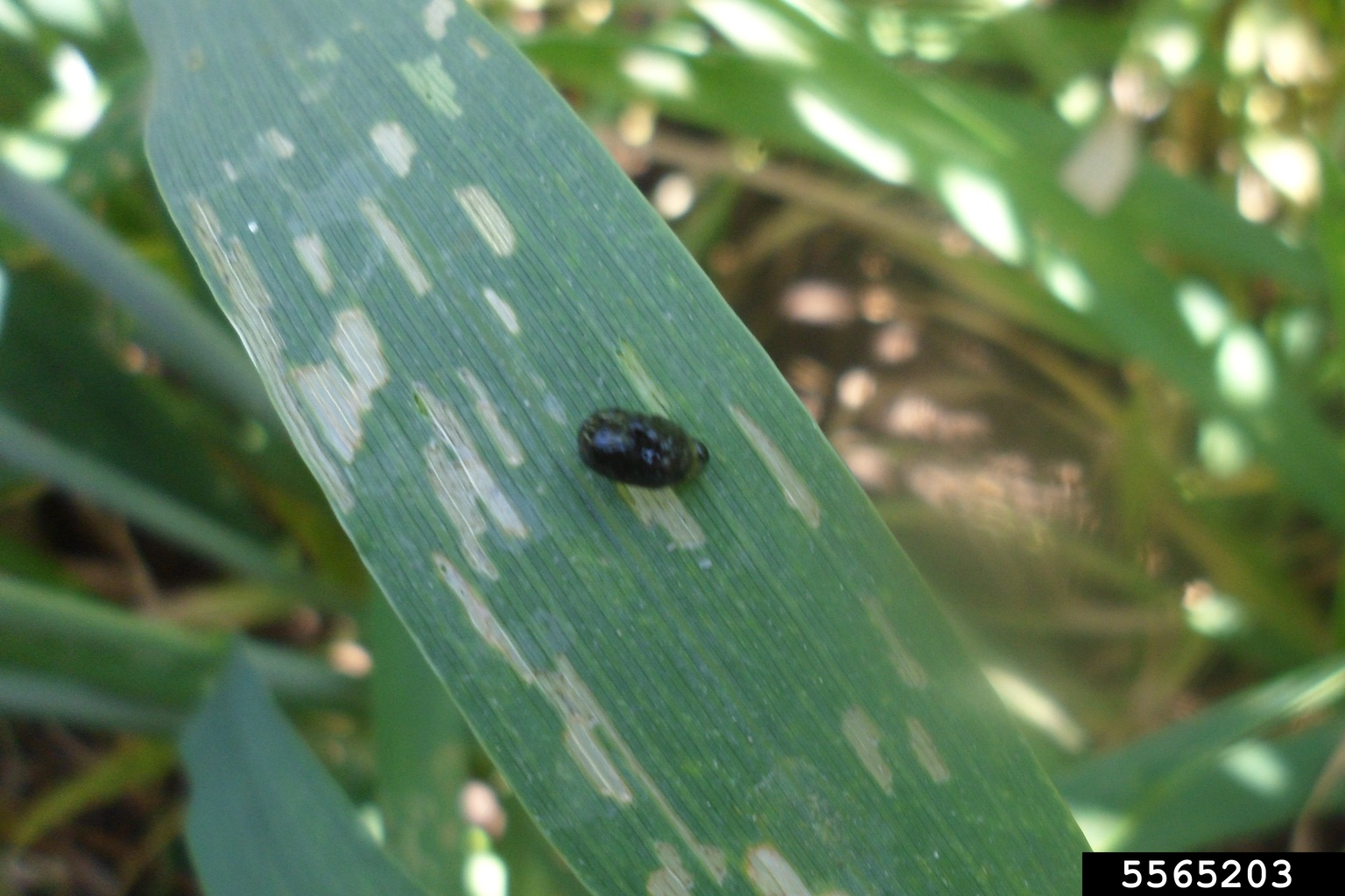 cereal leaf beetle (Oulema melanopus (Linnaeus, 1758))