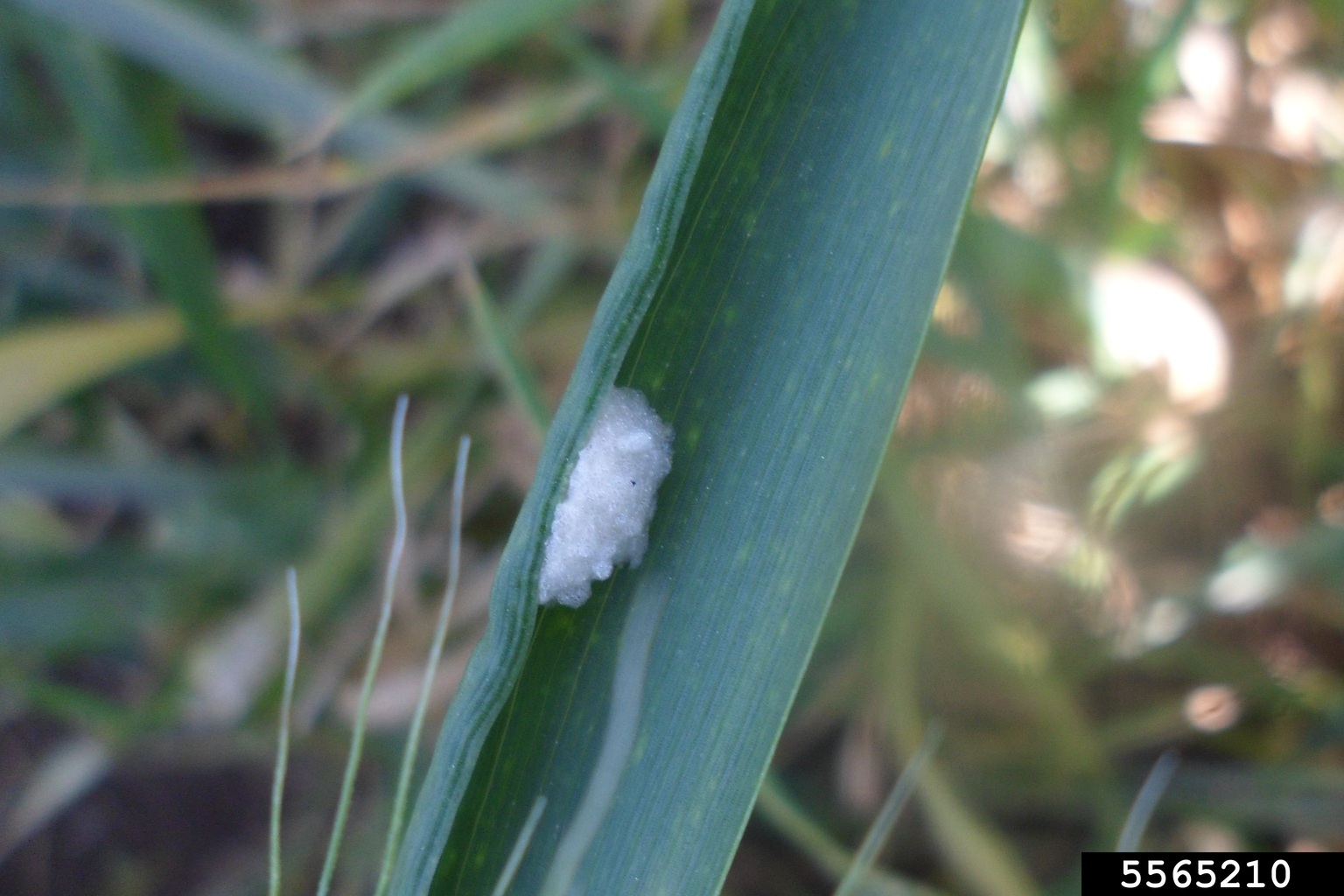 cereal leaf beetle (Oulema melanopus (Linnaeus, 1758))