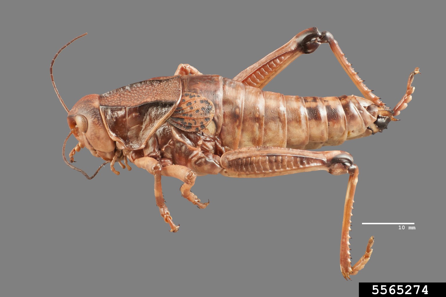 plains lubber grasshopper, Brachystola magna (Orthoptera: Romaleidae ...