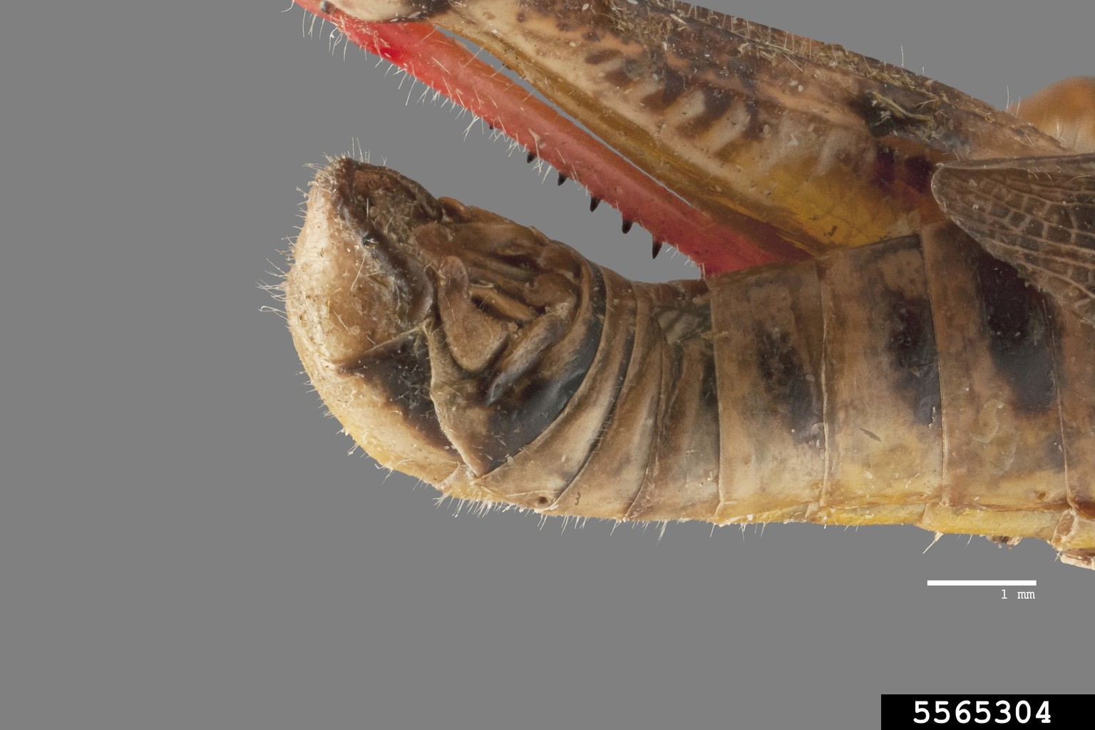 Dawson's grasshopper (Melanoplus dawsoni)