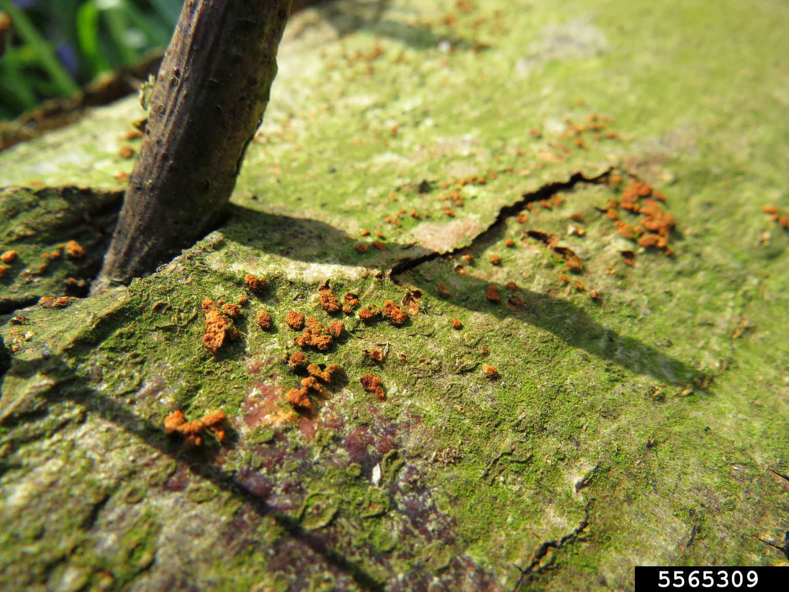 chestnut blight or canker (Cryphonectria parasitica ) on European ...