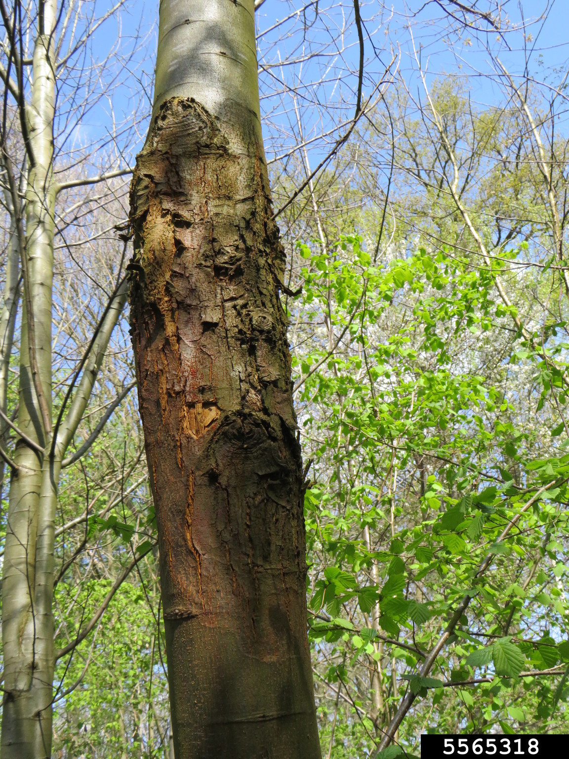 chestnut blight or canker (Cryphonectria parasitica)