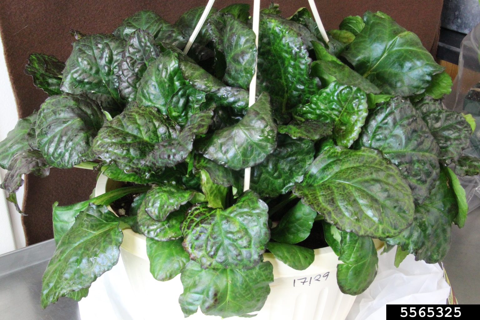 Alfalfa mosaic virus (AMV) (Alfamovirus Alfalfa mosaic virus)
