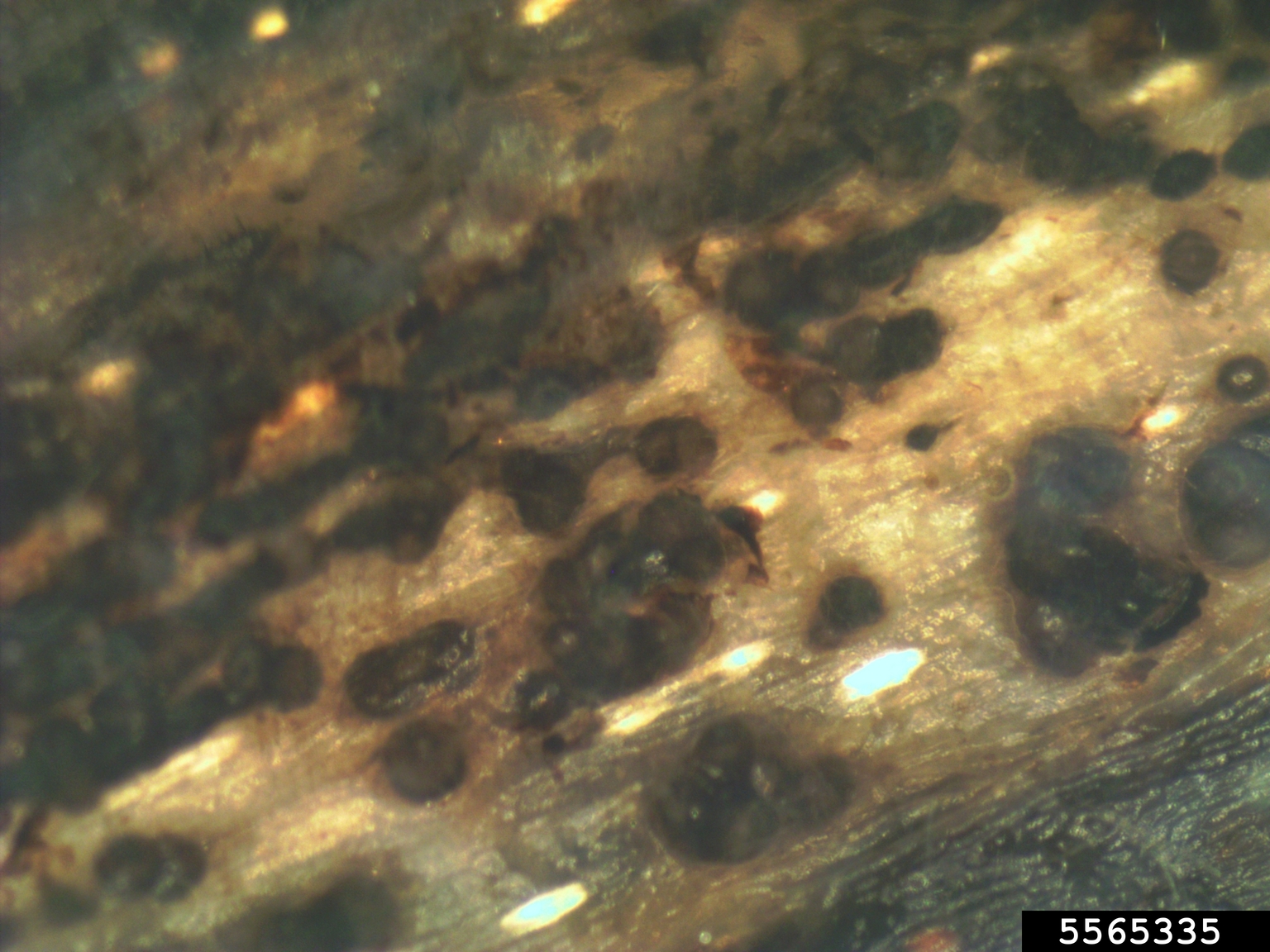 Phyllosticta leaf spots (Genus Phyllosticta Pers.)