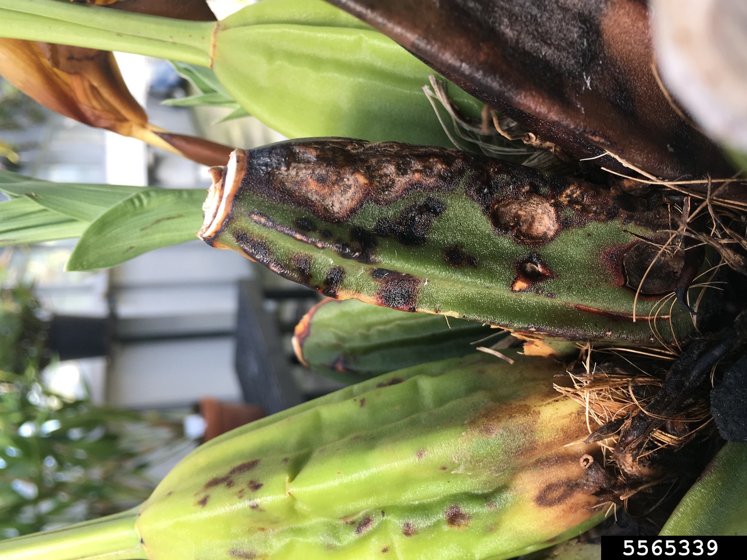 Phyllosticta leaf spots (Genus Phyllosticta)