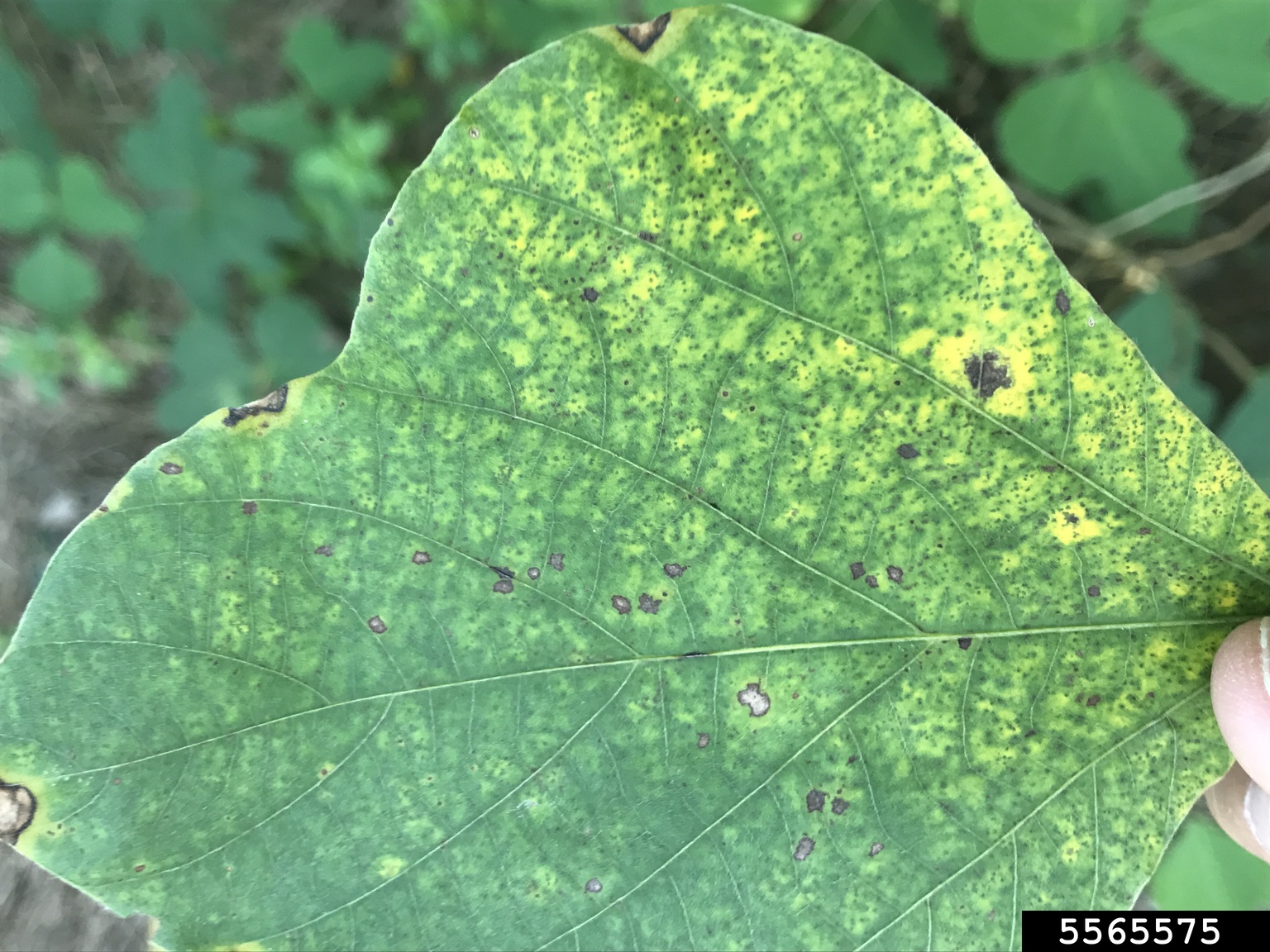 soybean rust (Phakopsora pachyrhizi Syd. & P. Syd.)