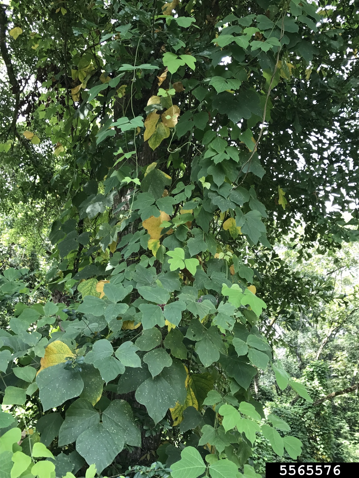 soybean rust (Phakopsora pachyrhizi Syd. & P. Syd.)