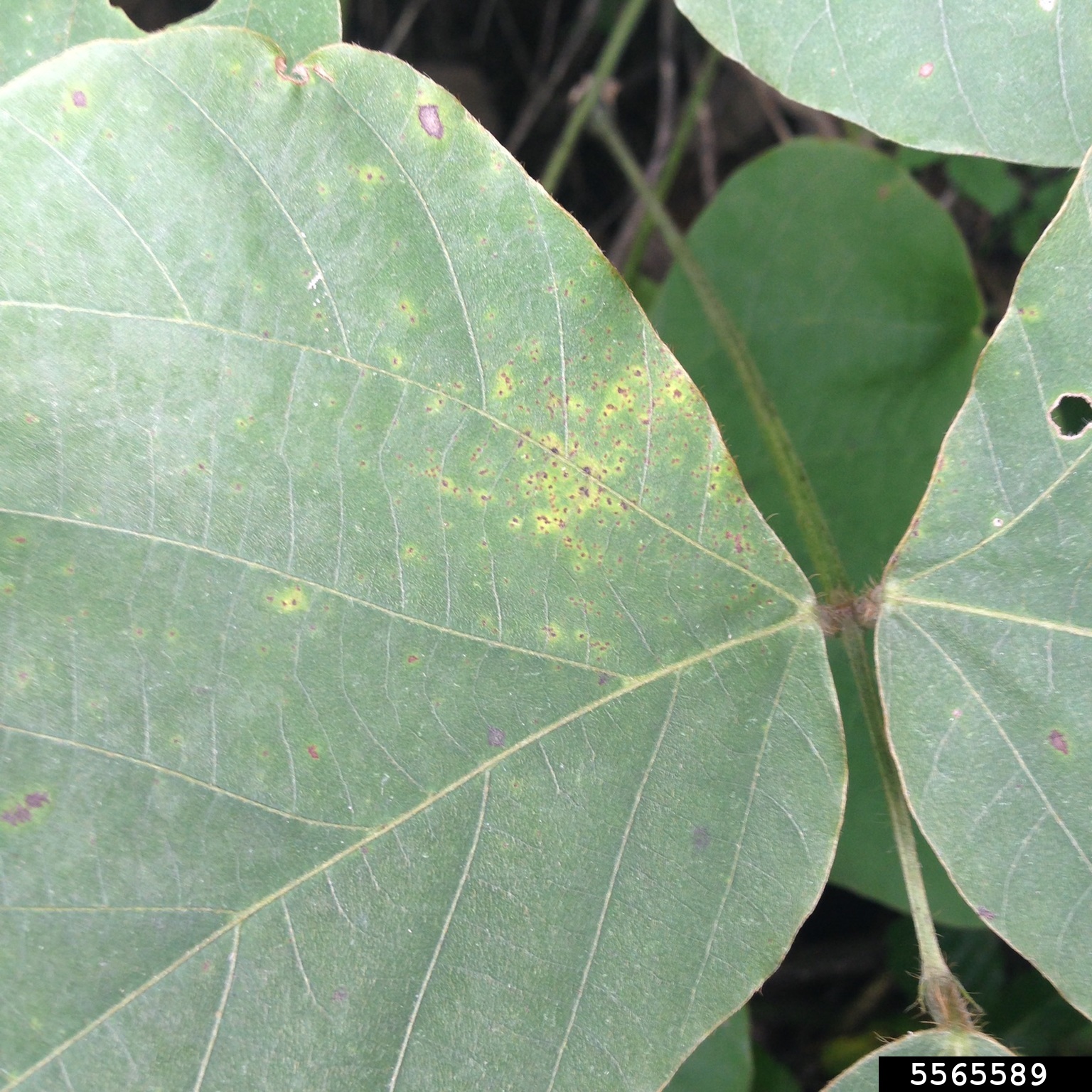 soybean rust (Phakopsora pachyrhizi Syd. & P. Syd.)