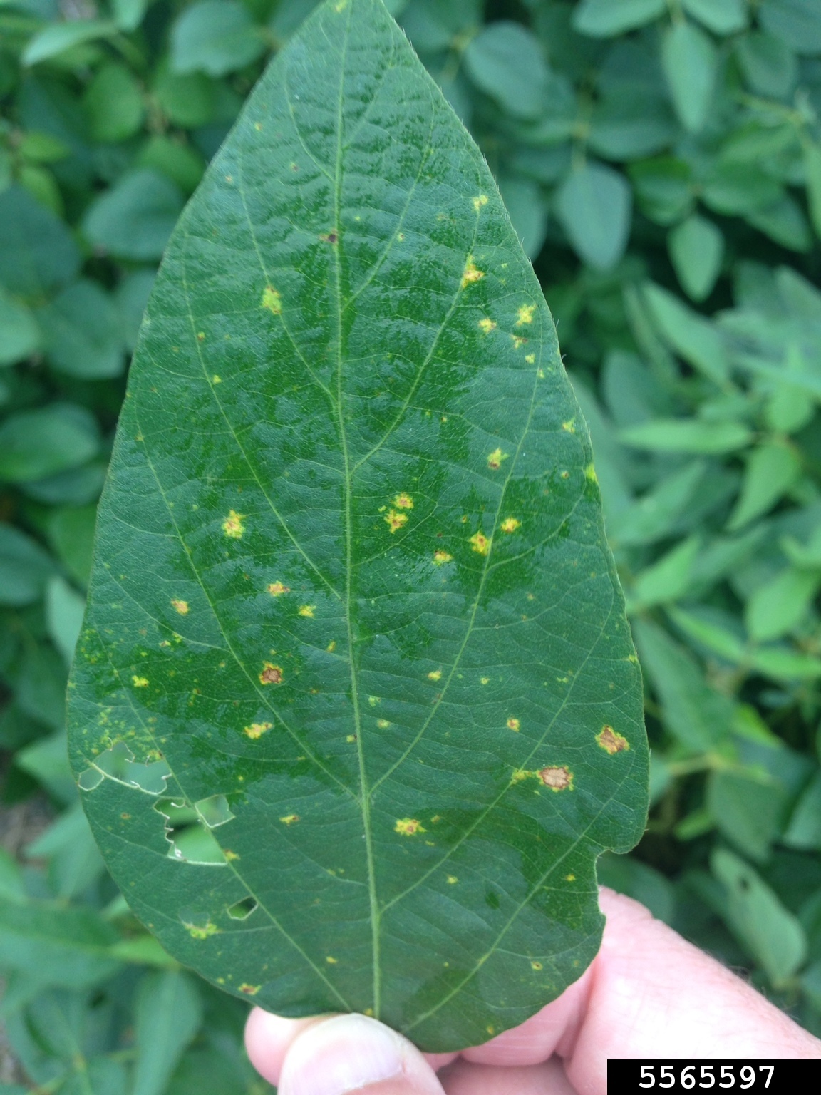 downy mildew (Peronospora manshurica (Naumov) Syd. In Gaum.)