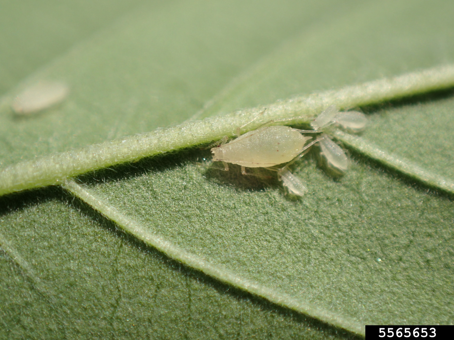 cannabis aphid (Phorodon cannabis (Passerini))