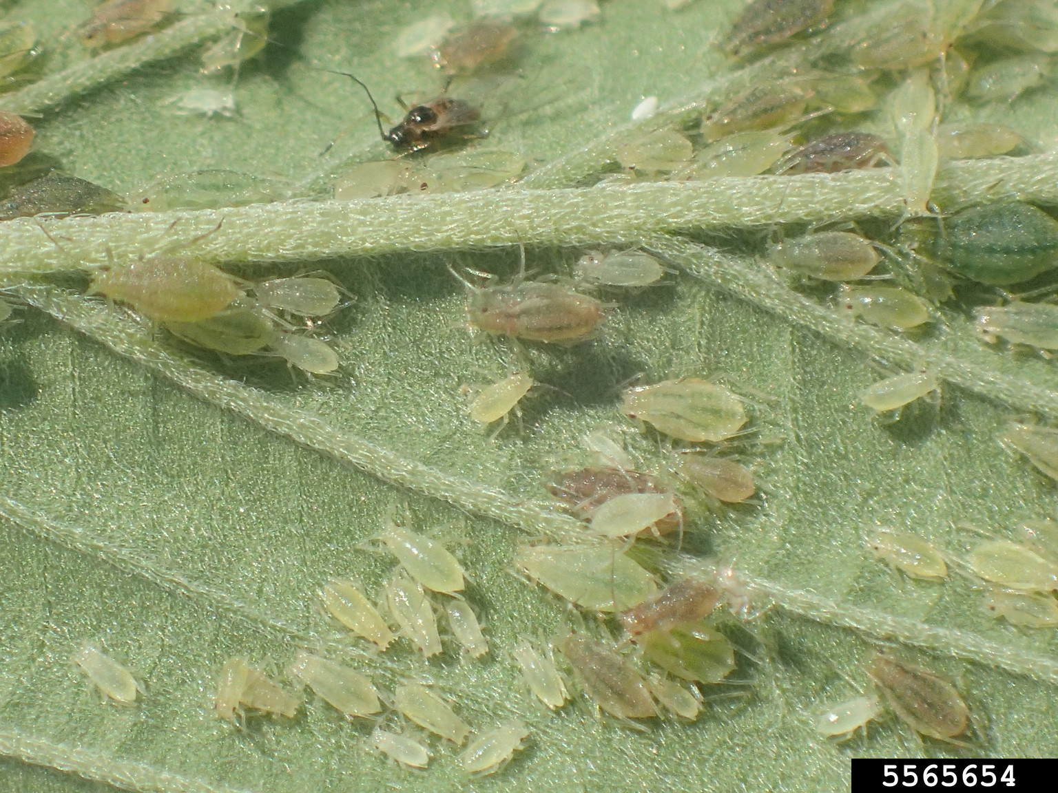 cannabis aphid (Phorodon cannabis (Passerini))