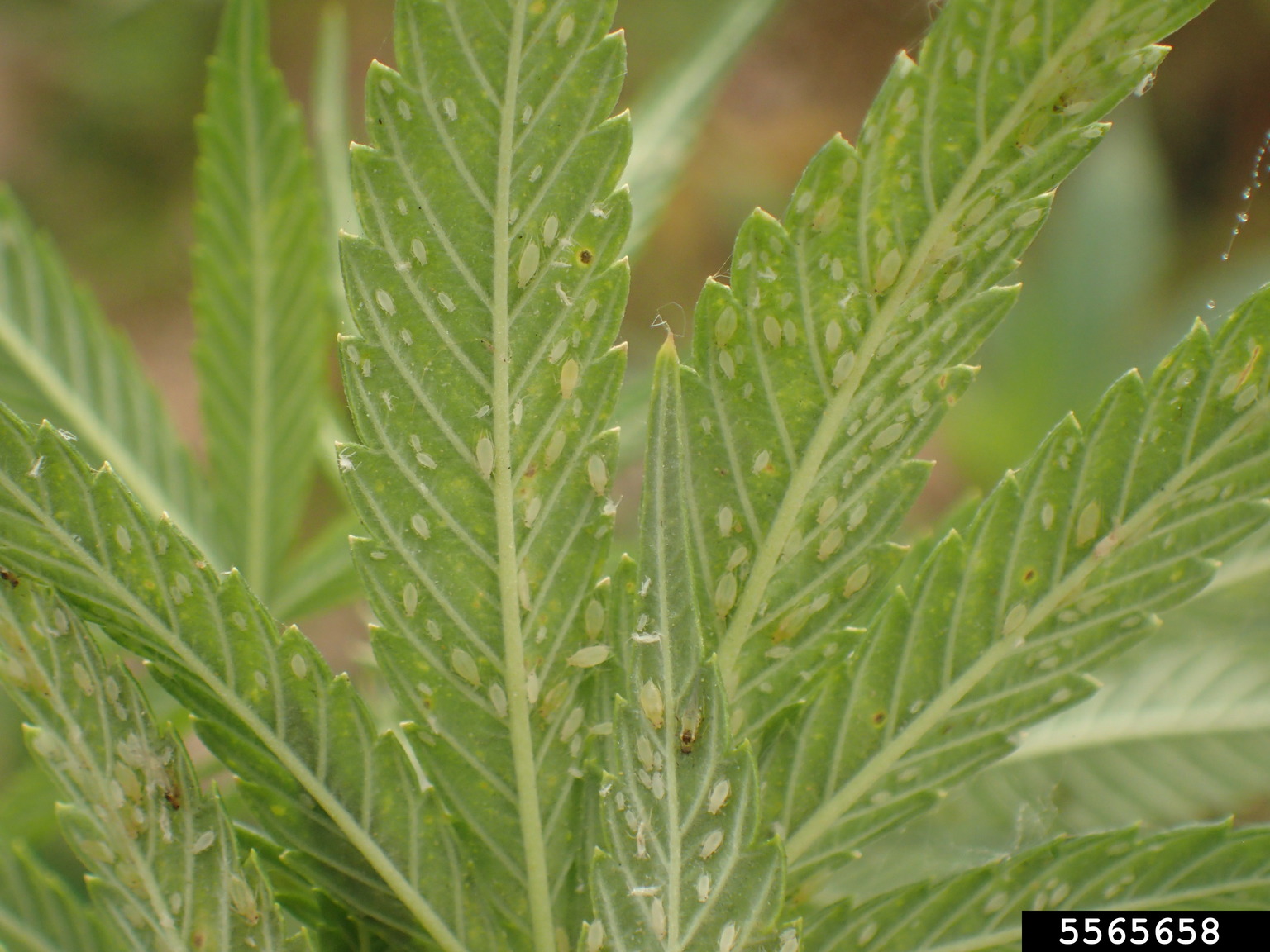 cannabis aphid (Phorodon cannabis)