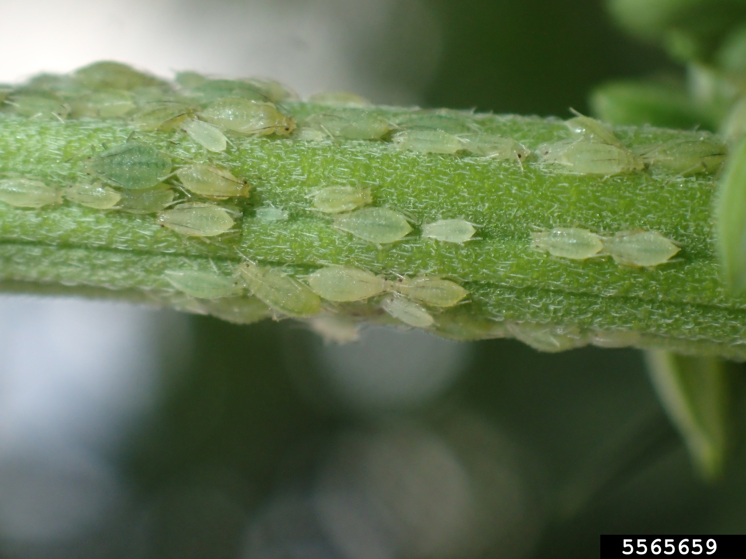 cannabis aphid (Phorodon cannabis (Passerini))