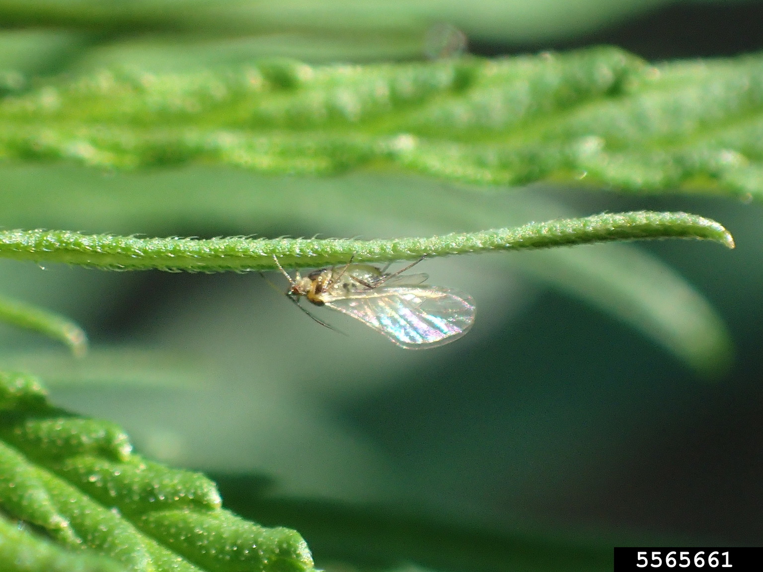 cannabis aphid (Phorodon cannabis (Passerini))