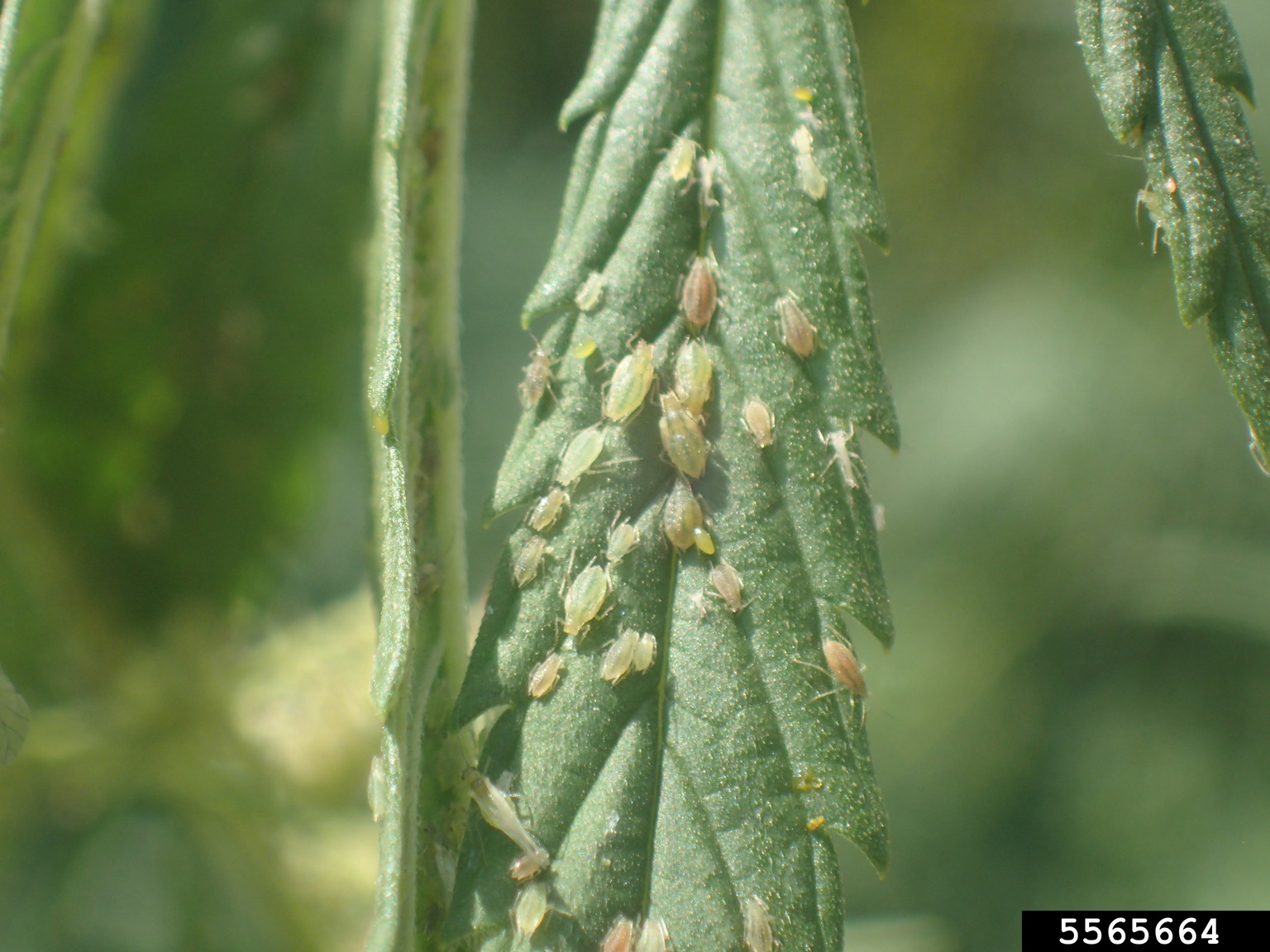 cannabis aphid (Phorodon cannabis)