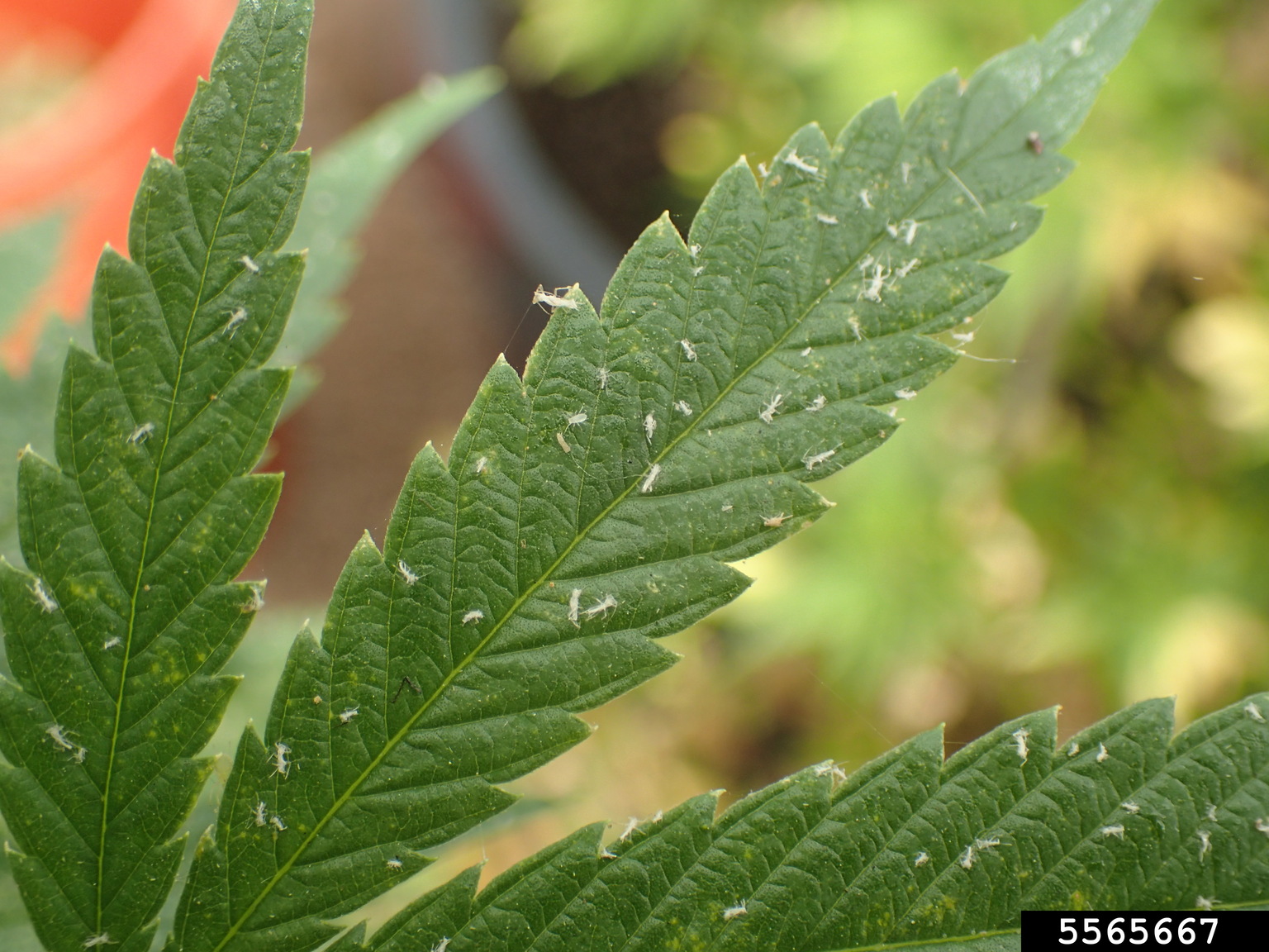 cannabis aphid (Phorodon cannabis)
