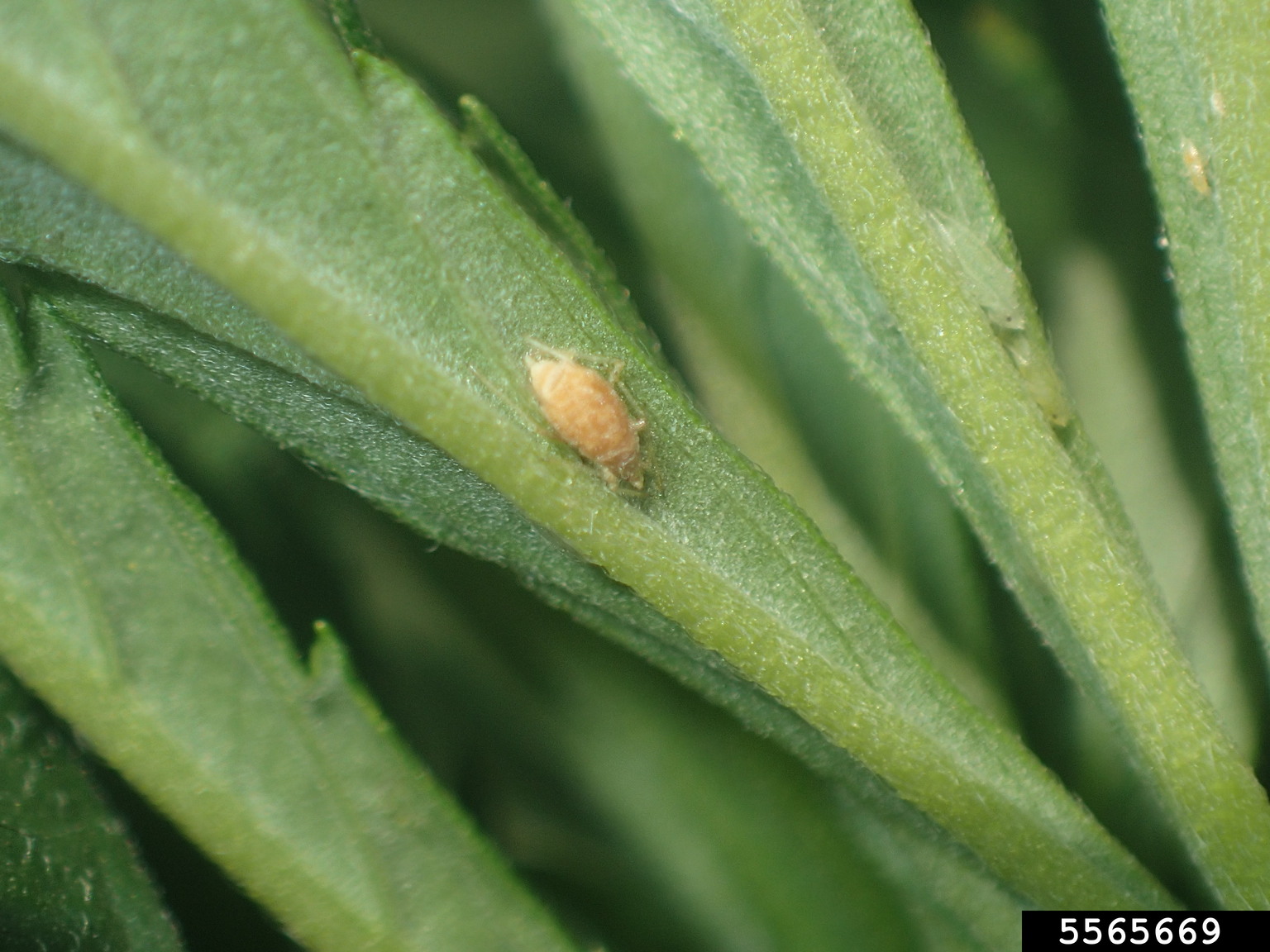 cannabis aphid (Phorodon cannabis (Passerini))