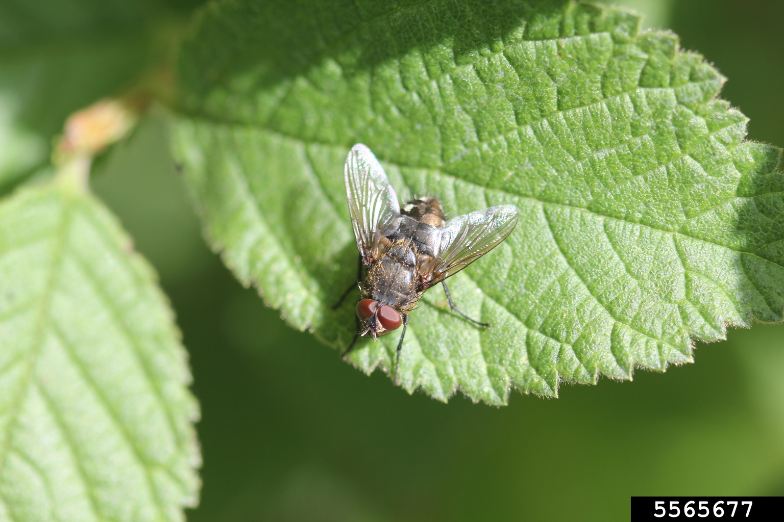 cluster flies (Genus Pollenia Robineau-Desvoidy 1830)