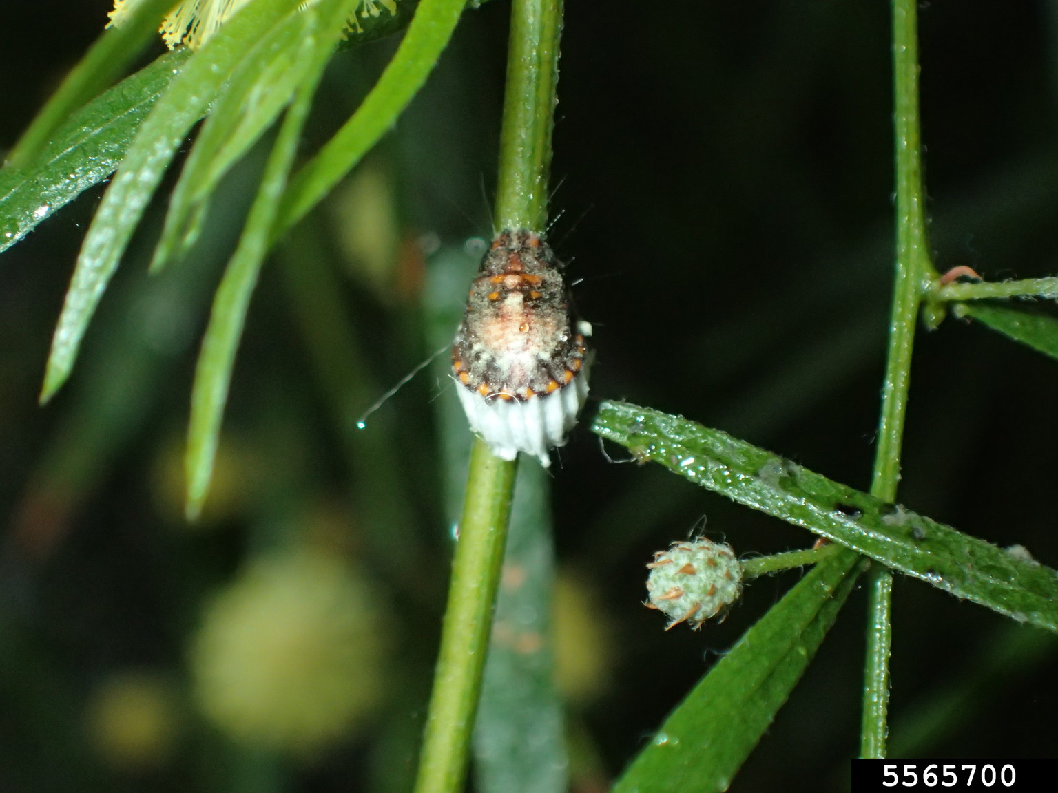 cottony cushion scale (Icerya purchasi Maskell)