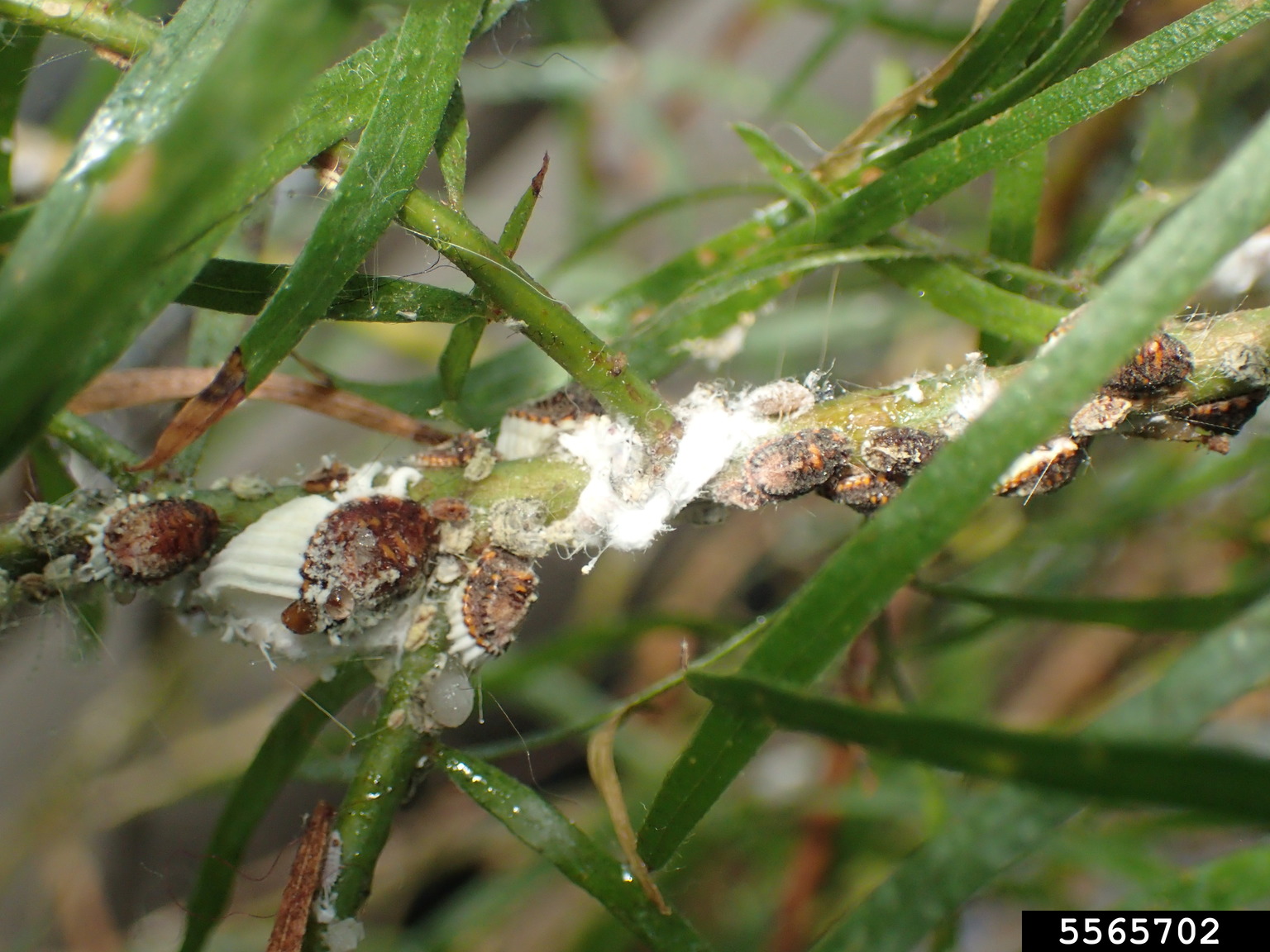 cottony cushion scale (Icerya purchasi Maskell)